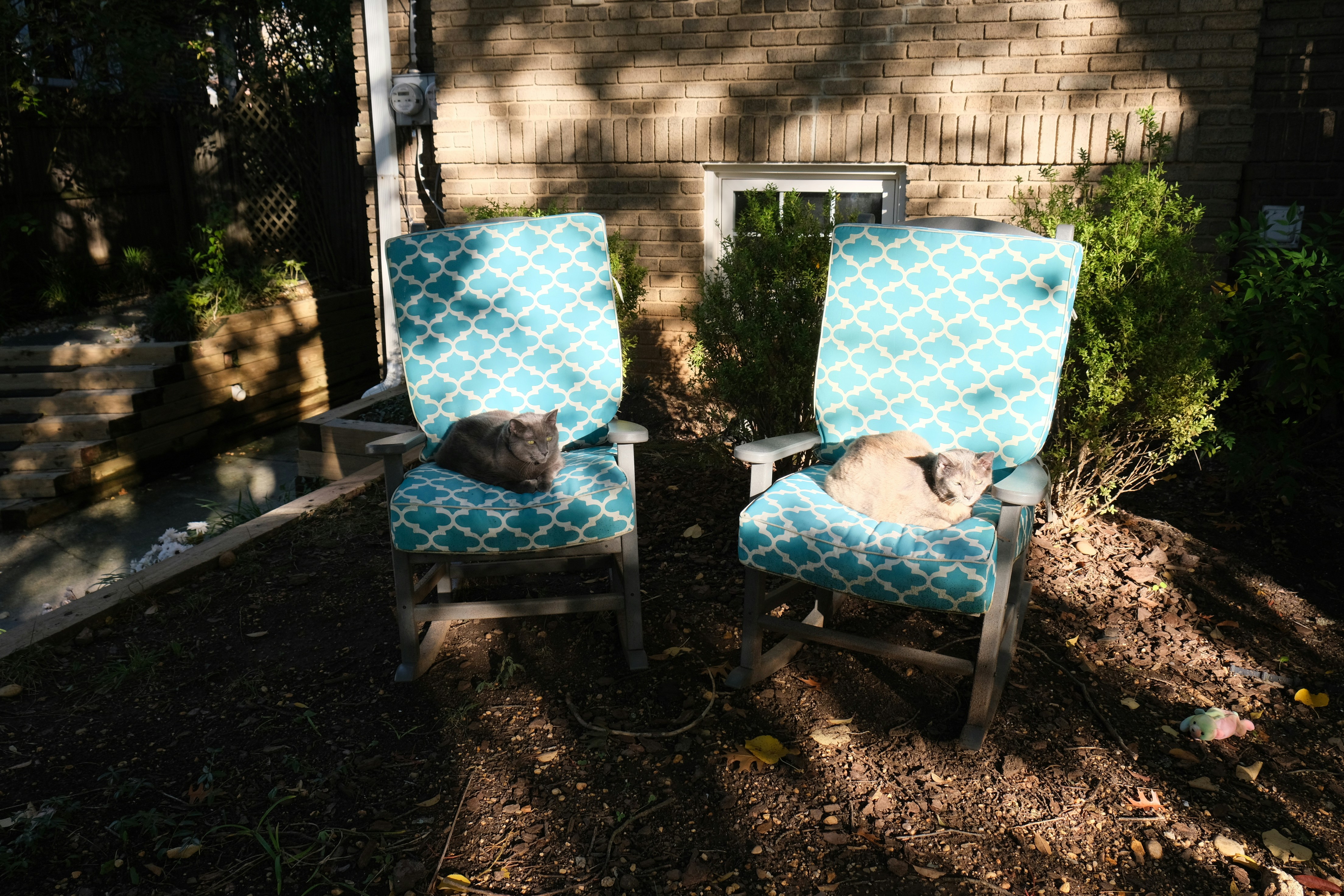Two cats lounging on patterned chairs in a sunlit garden, surrounded by greenery and shadows.
