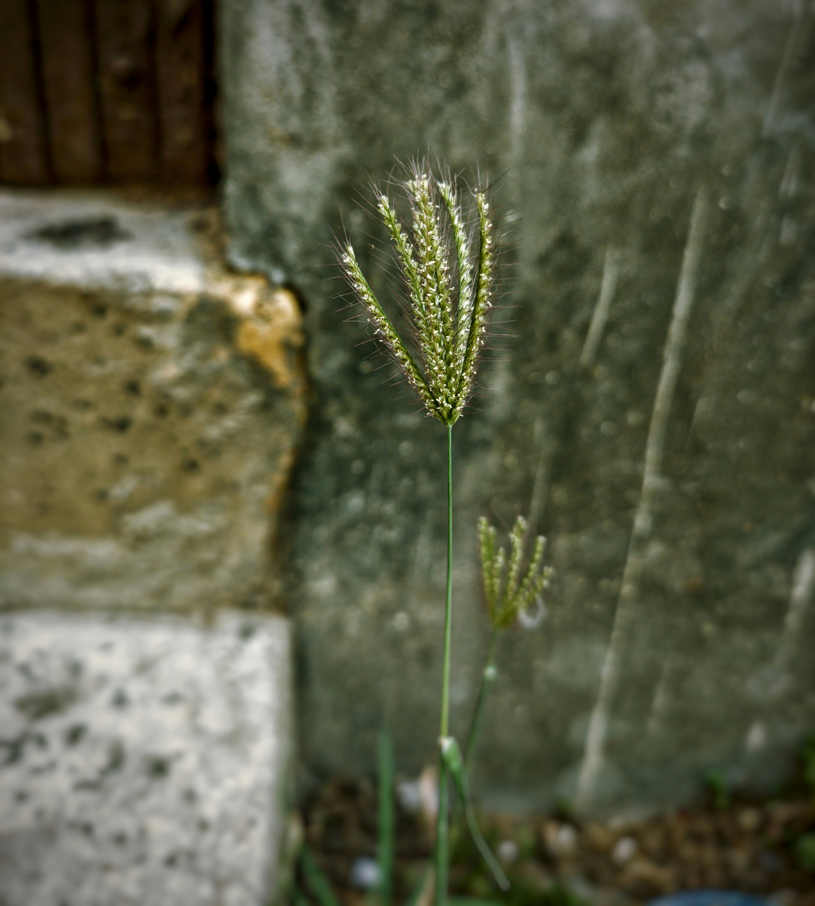 Solitary Grass Spike Against a Moss-Covered Urban Wall