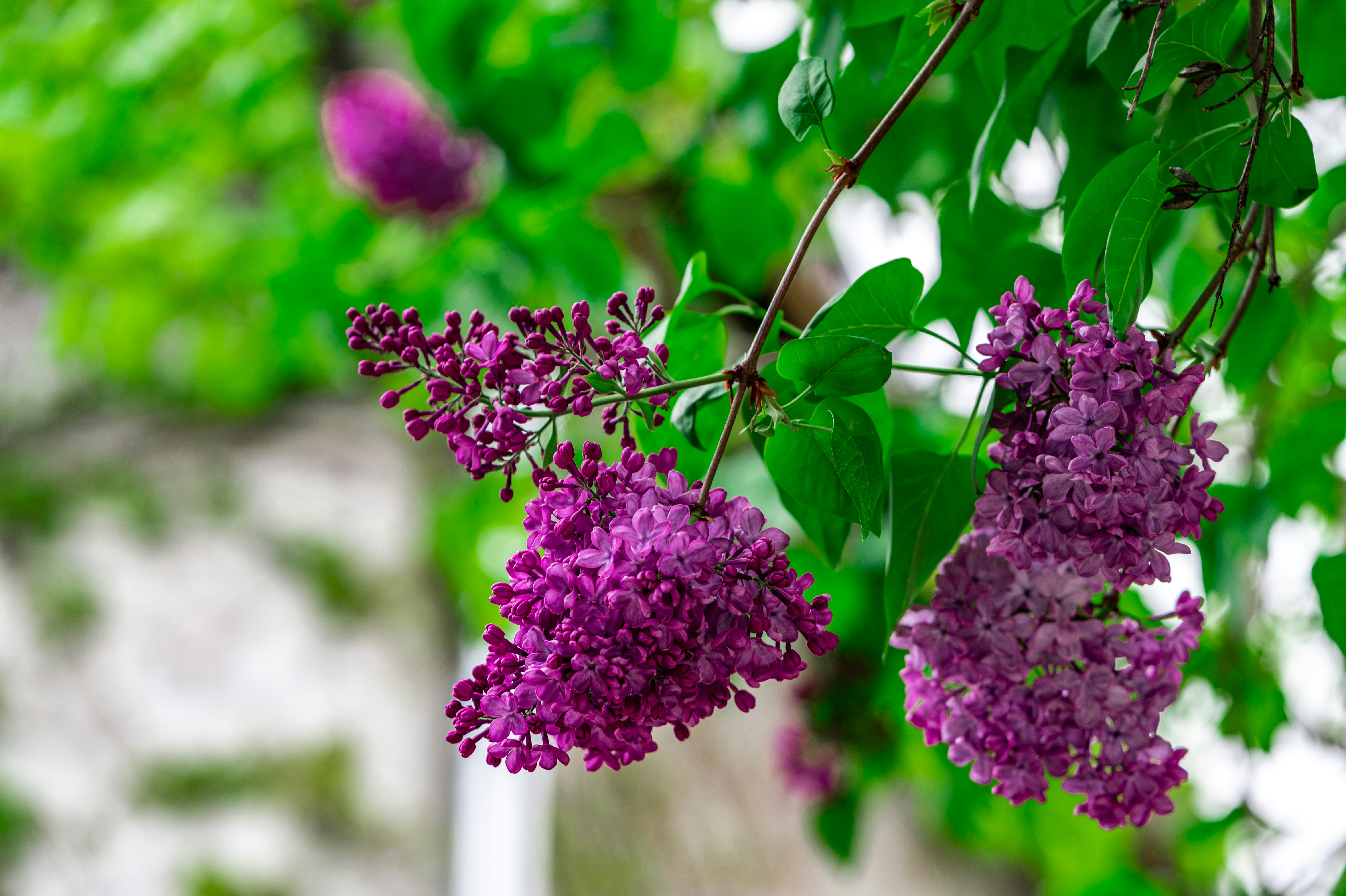 Lilas Pictures | Download Free Images on Unsplash