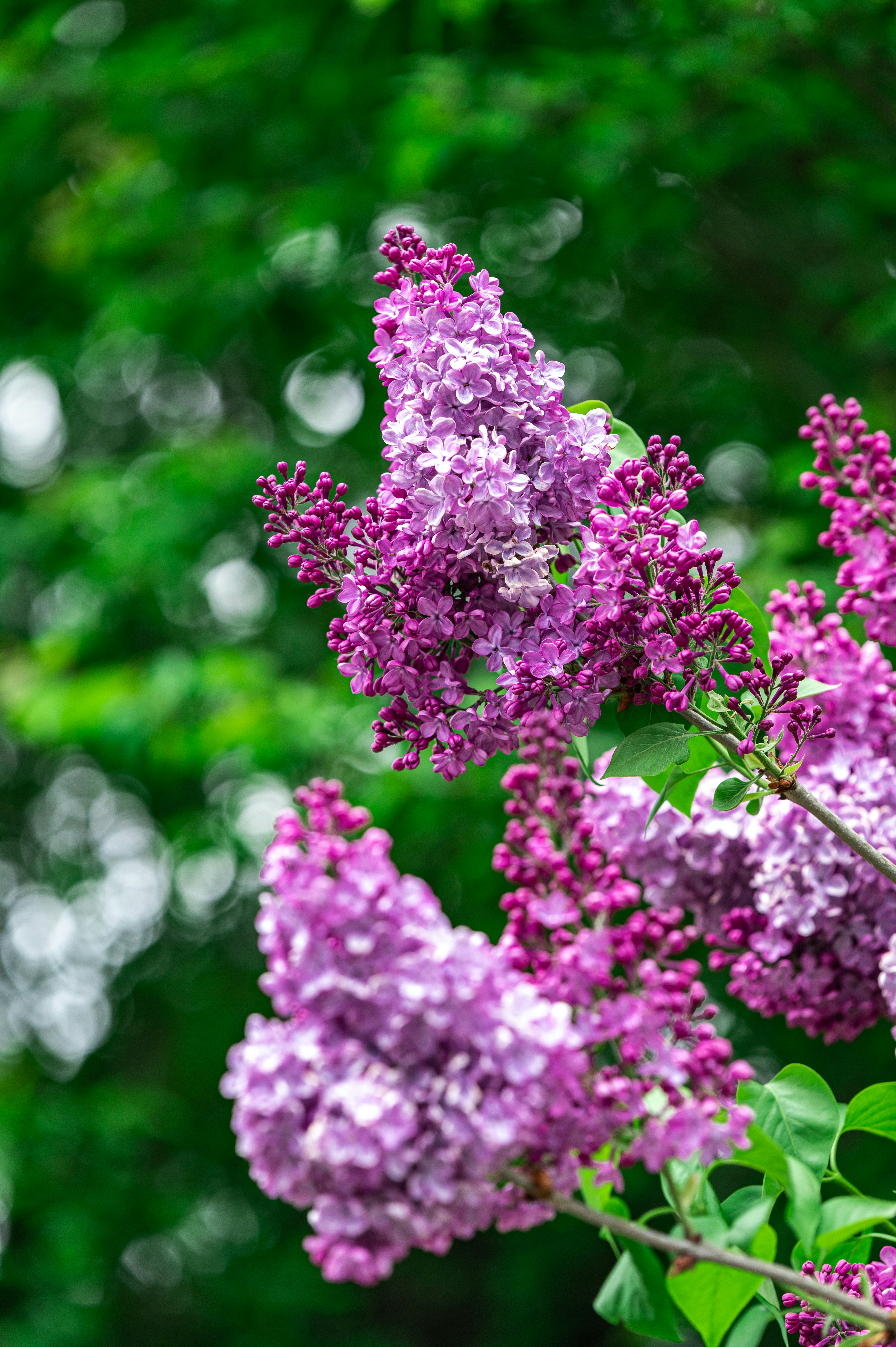 Lilas Pictures | Download Free Images on Unsplash