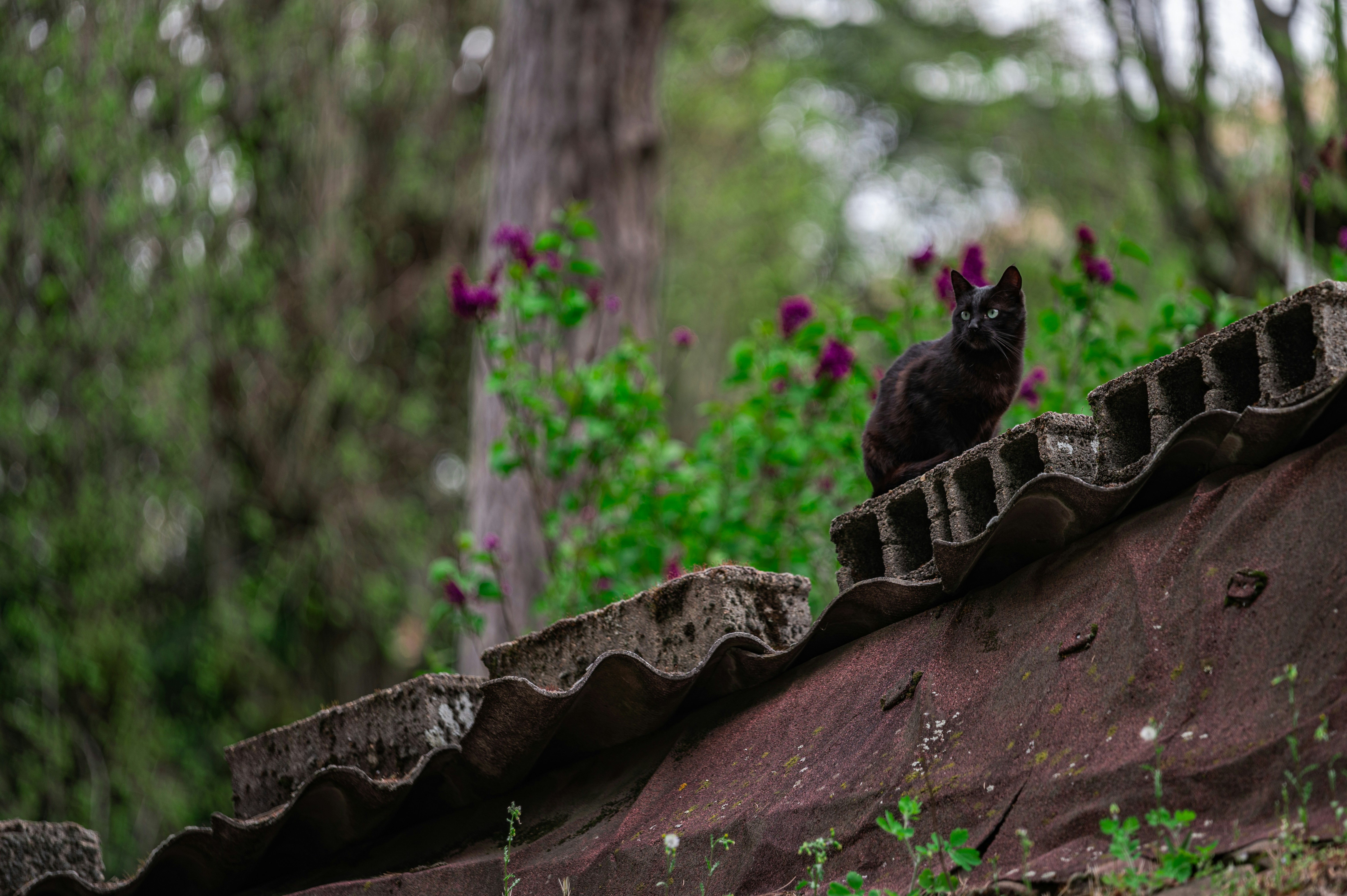 A black cat perched on a weathered rooftop, surrounded by vibrant green foliage and blooming purple flowers.