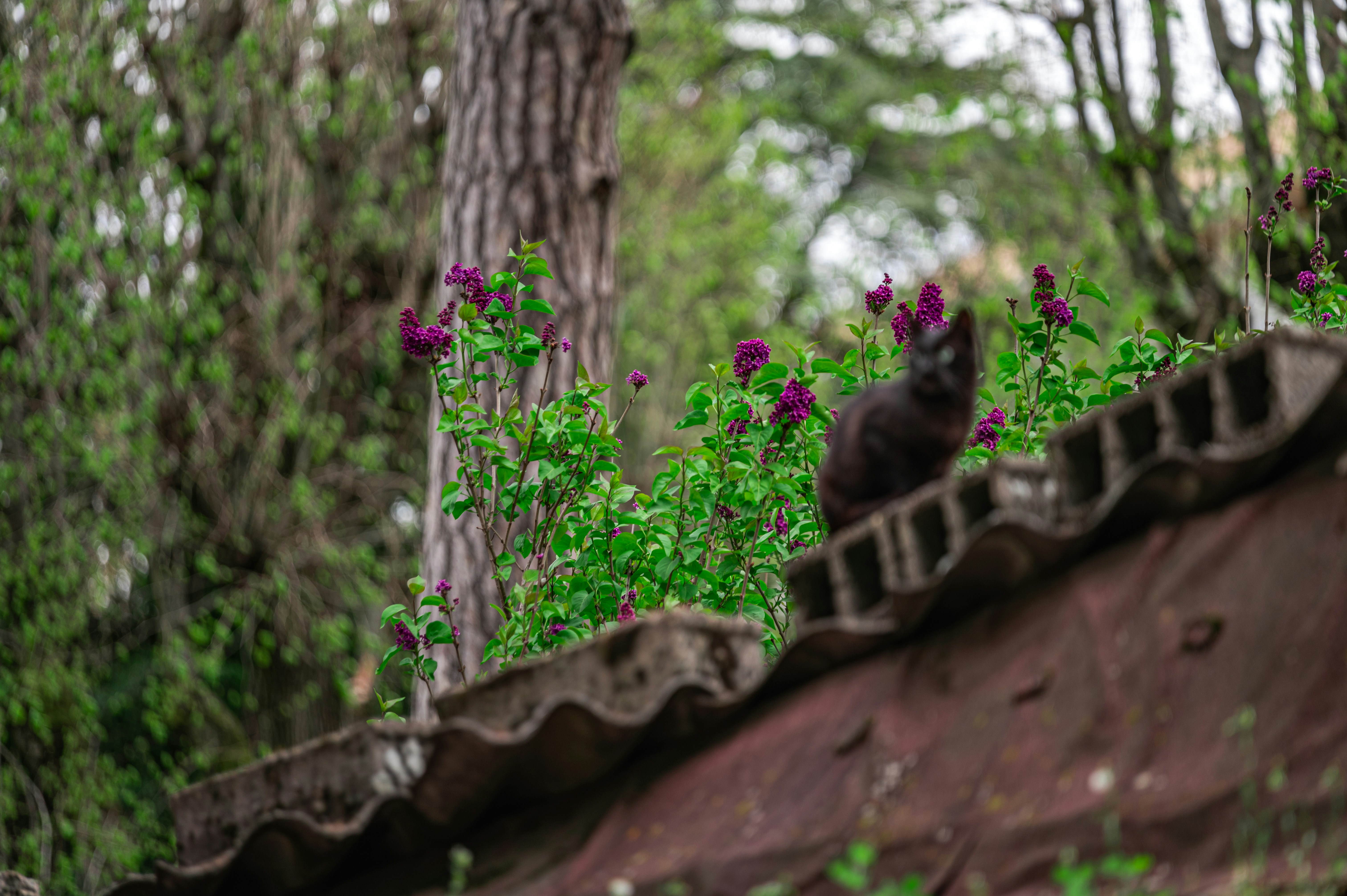 Rooftop Sentinel: A cat amid purple blooms and weathered tiles