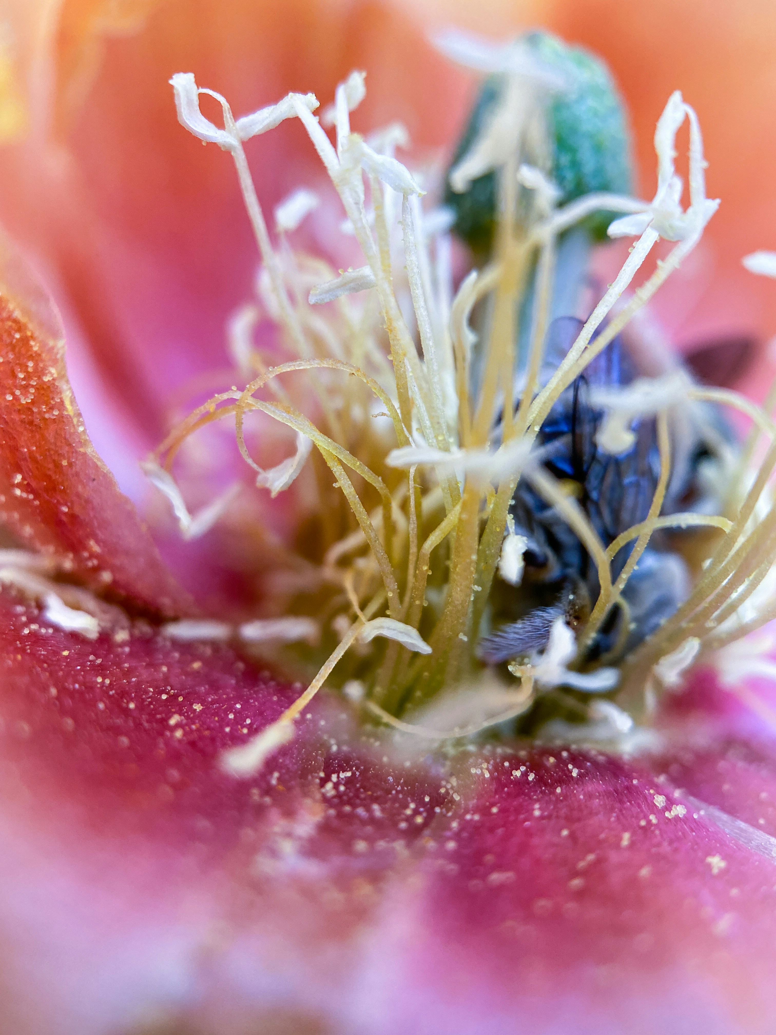 Macro photograph of a bee inside a flower