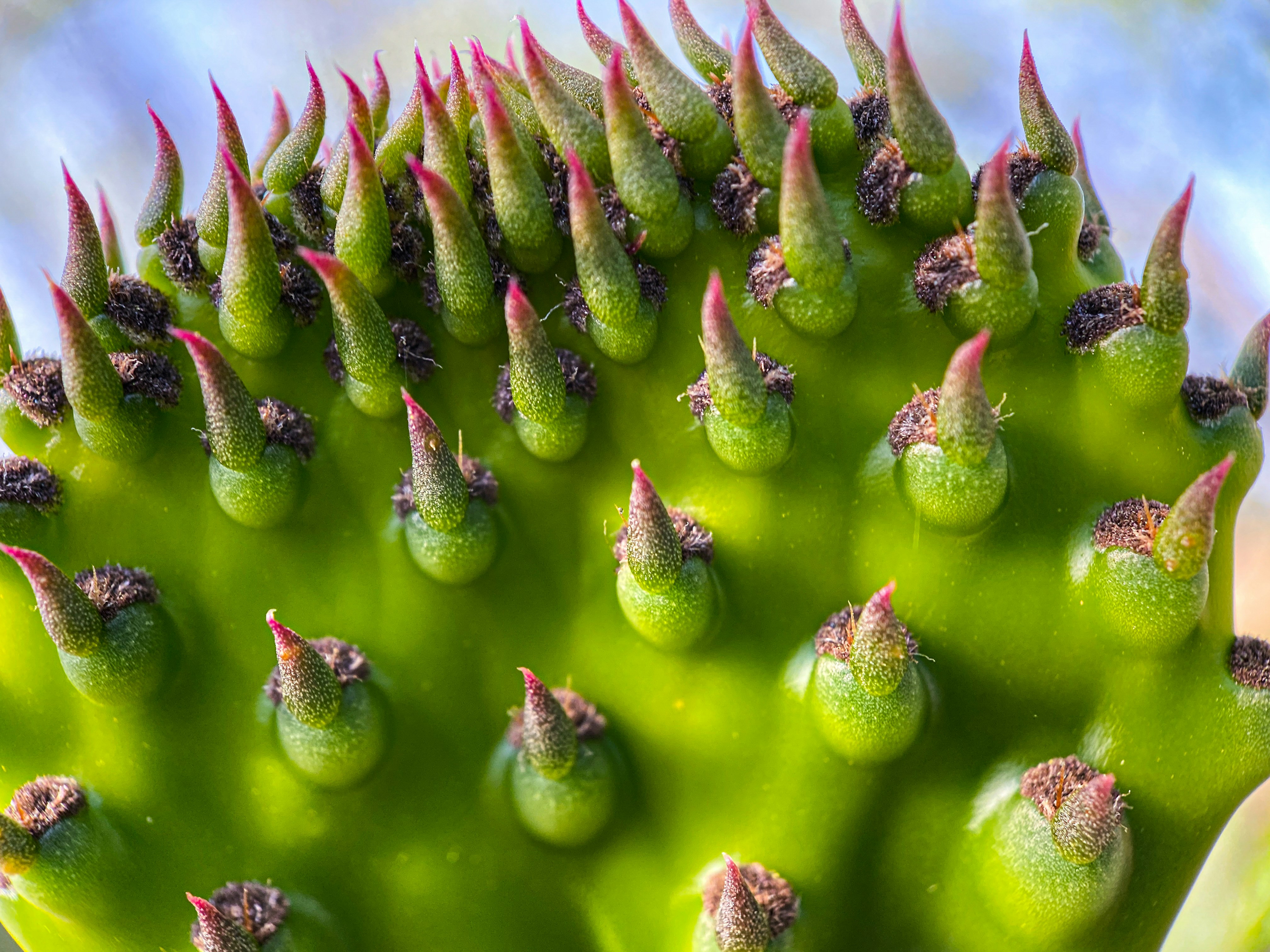 Spiky Symphony: A Cactus Close-Up