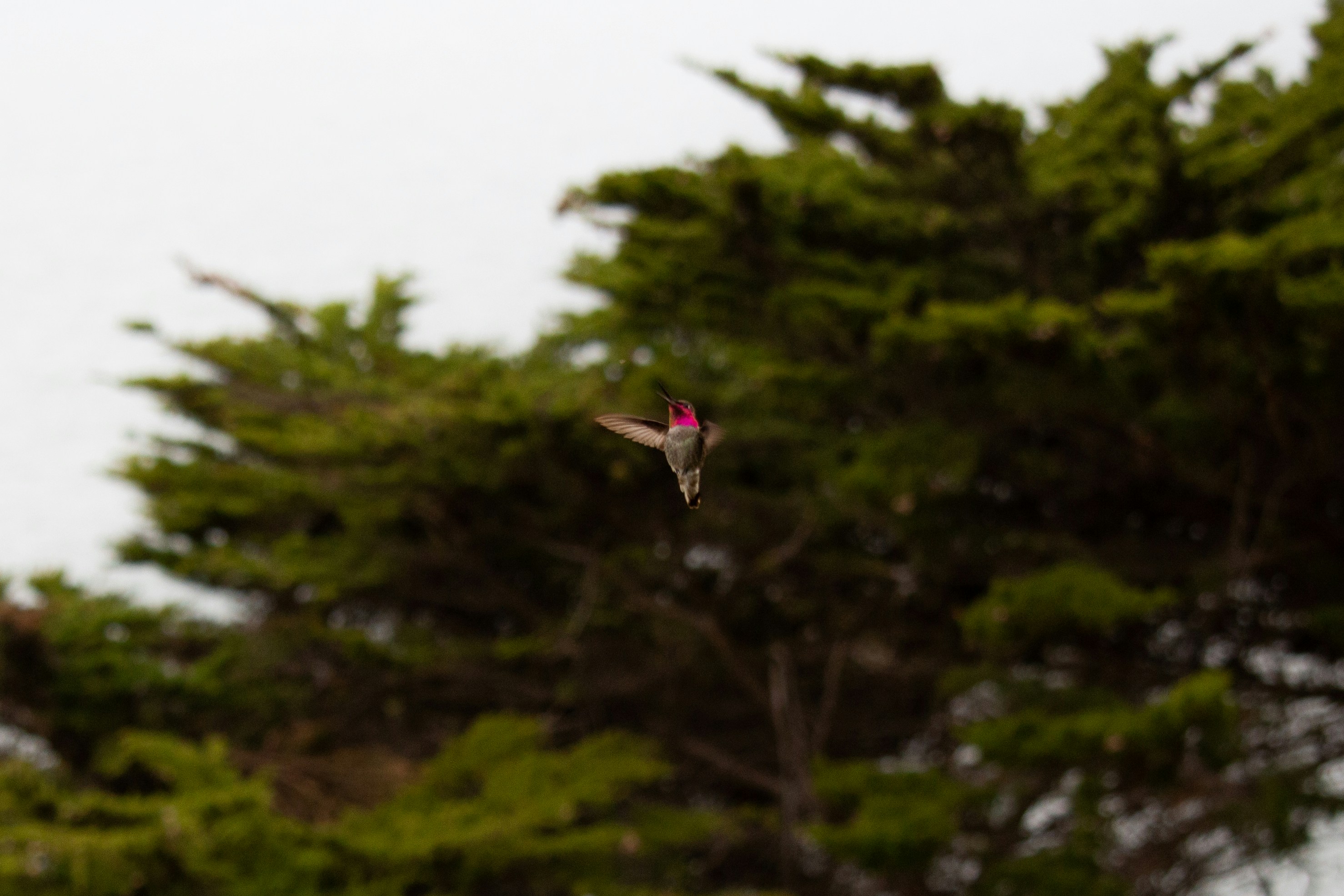 Crimson-headed hummingbird darts through a pine canopy