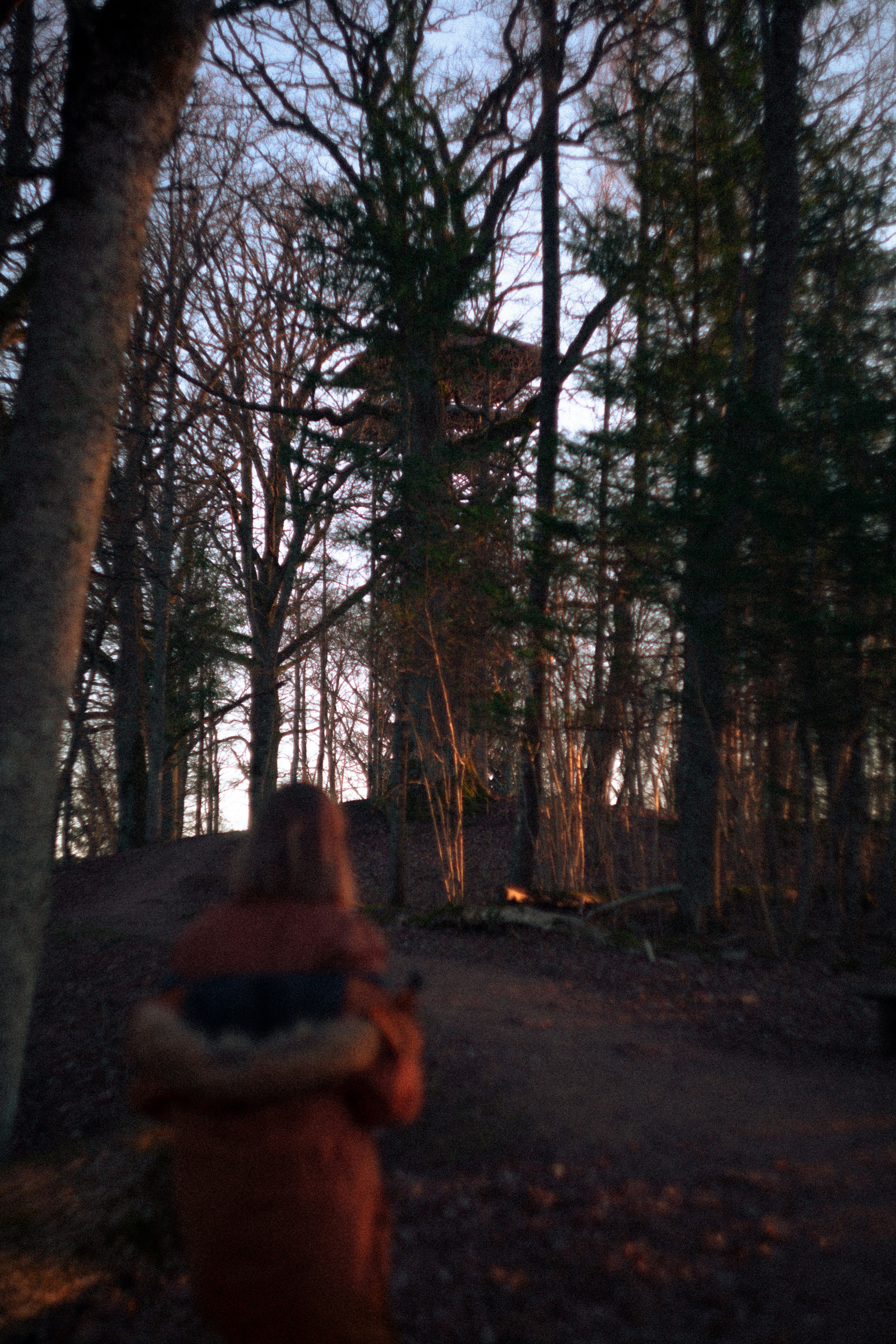 Hushed Pines at Dusk: A Quiet Walk Beneath Tall Shadows