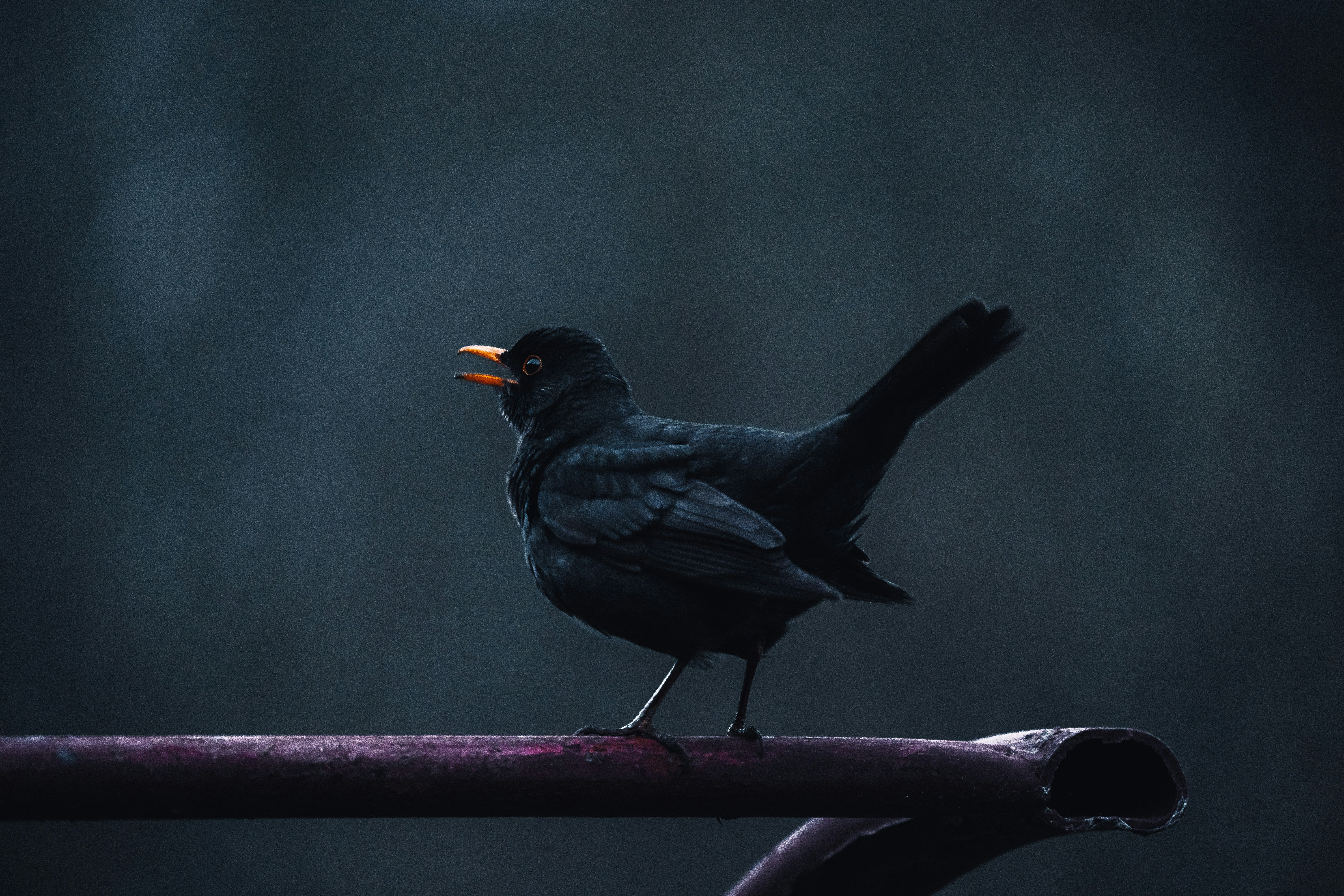 Thrush singing in the night