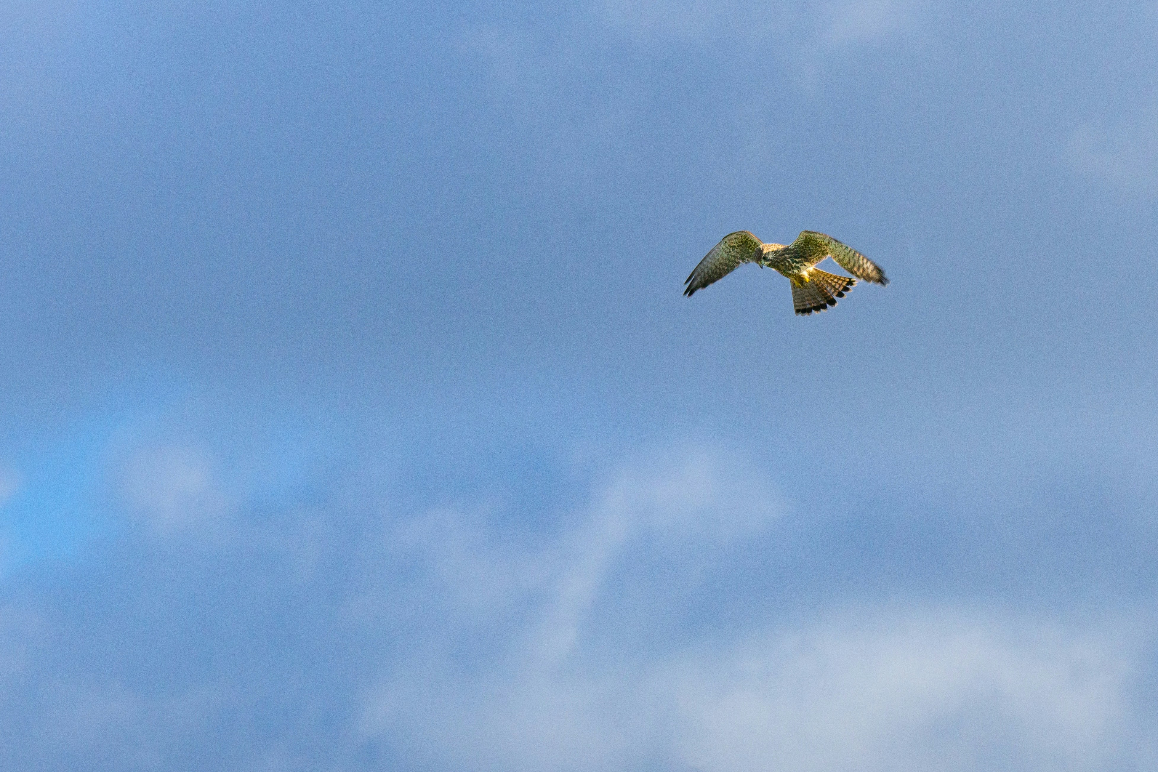 Lone Hawk Slices the Sky: A Crisp Glide Across a Blue Canvas