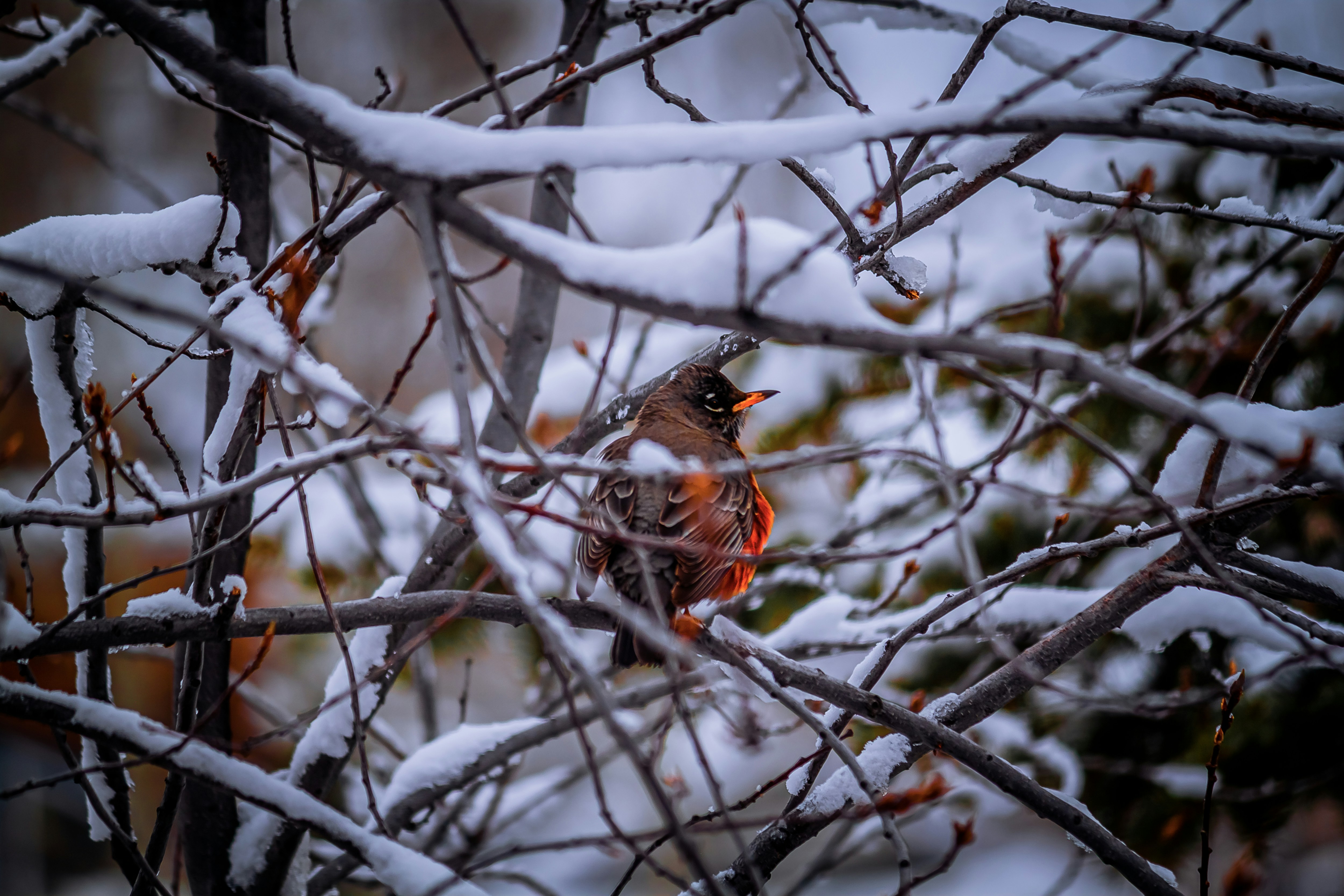 A bird perched among snow-laden branches, blending into a tranquil winter landscape. Its vibrant plumage contrasts with the soft white snow.