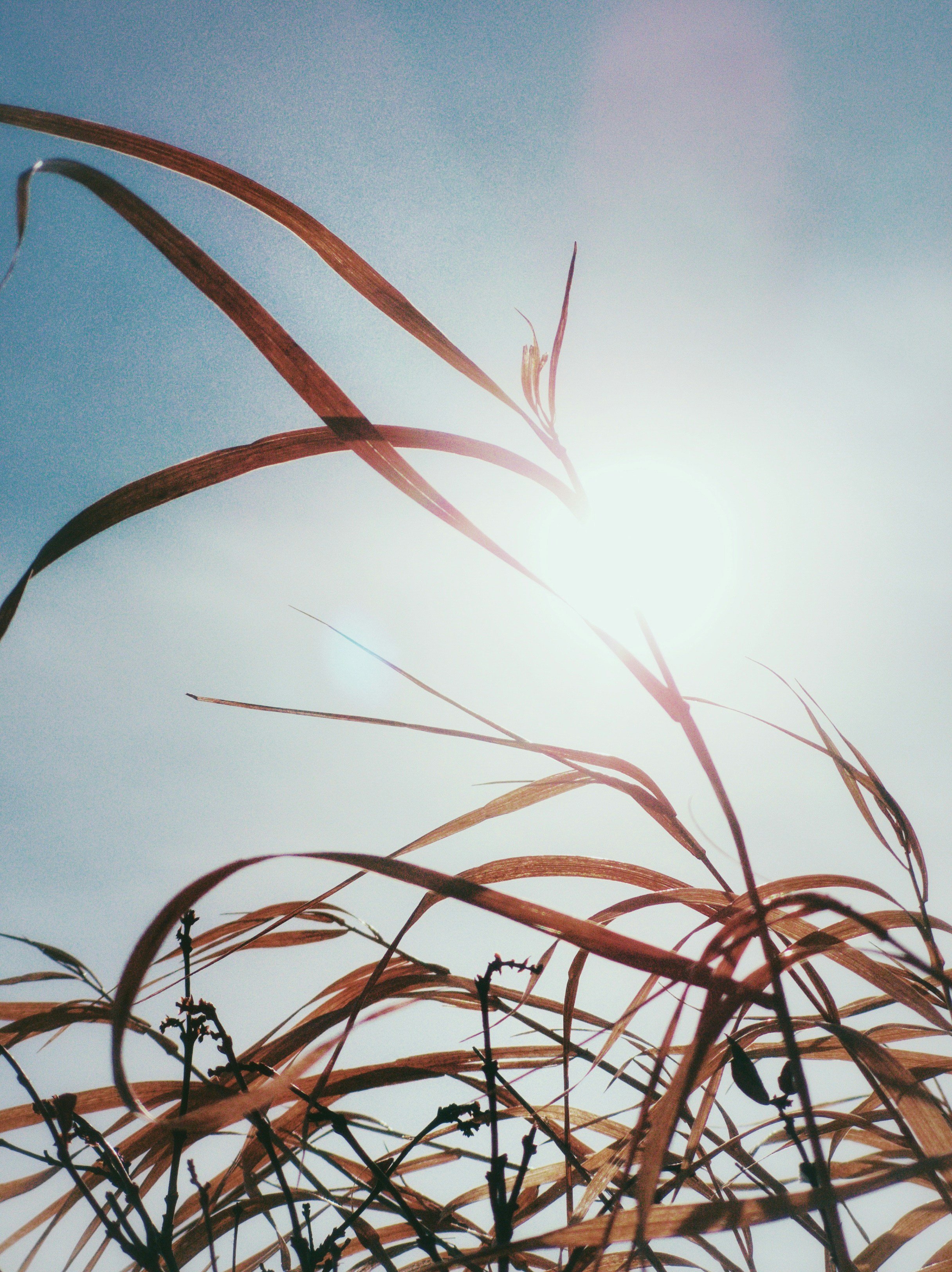 Blowing In The Wind Pictures | Download Free Images on Unsplash