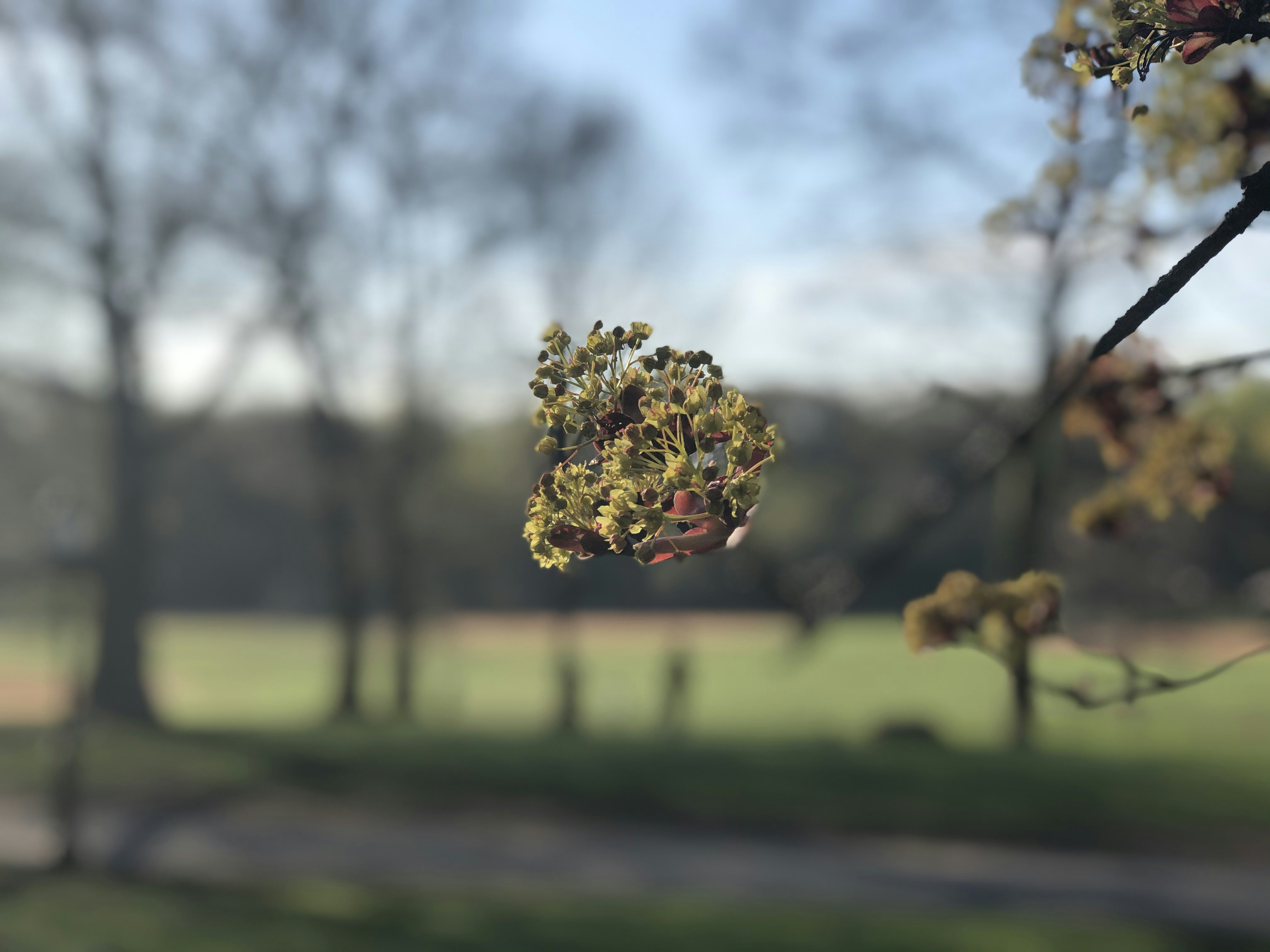 Delicate Cluster in Focus: A Blossoming Grape-like Verge