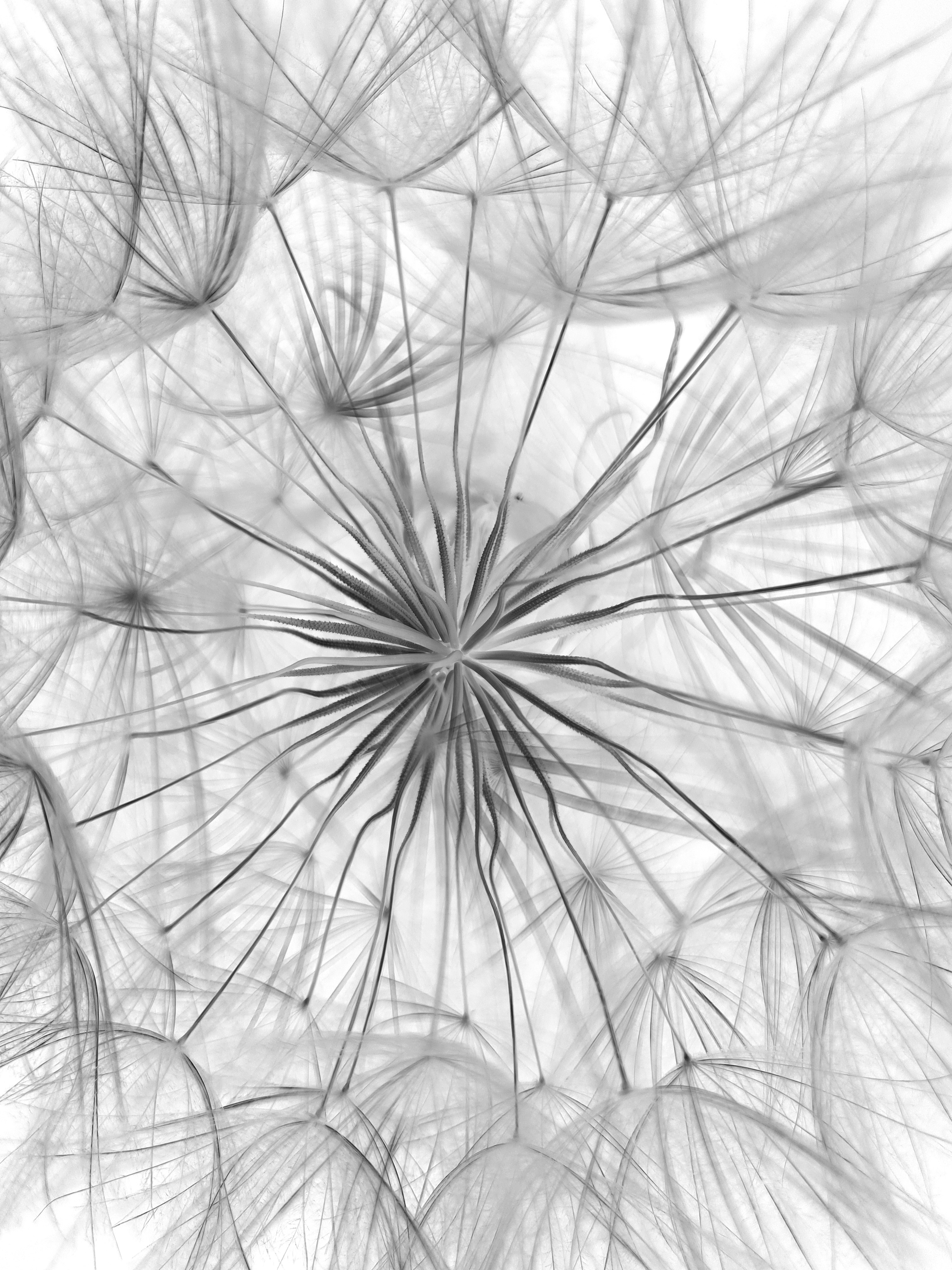 Intricate dandelion seed structure radiating from the center, showcasing delicate filaments against a soft background.