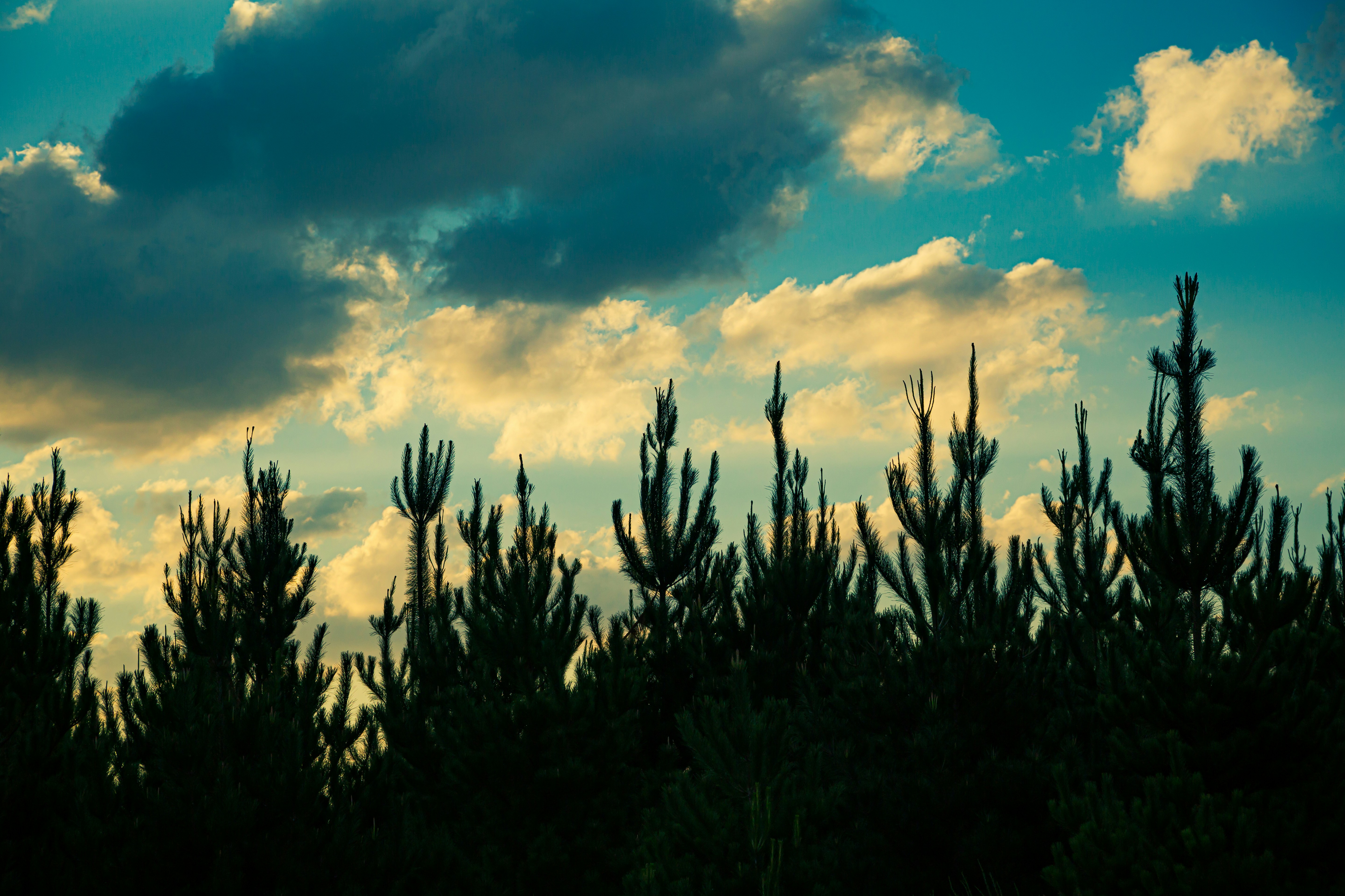 Teal Horizon: Pine Silhouettes Under a Cloud-kissed Dusk