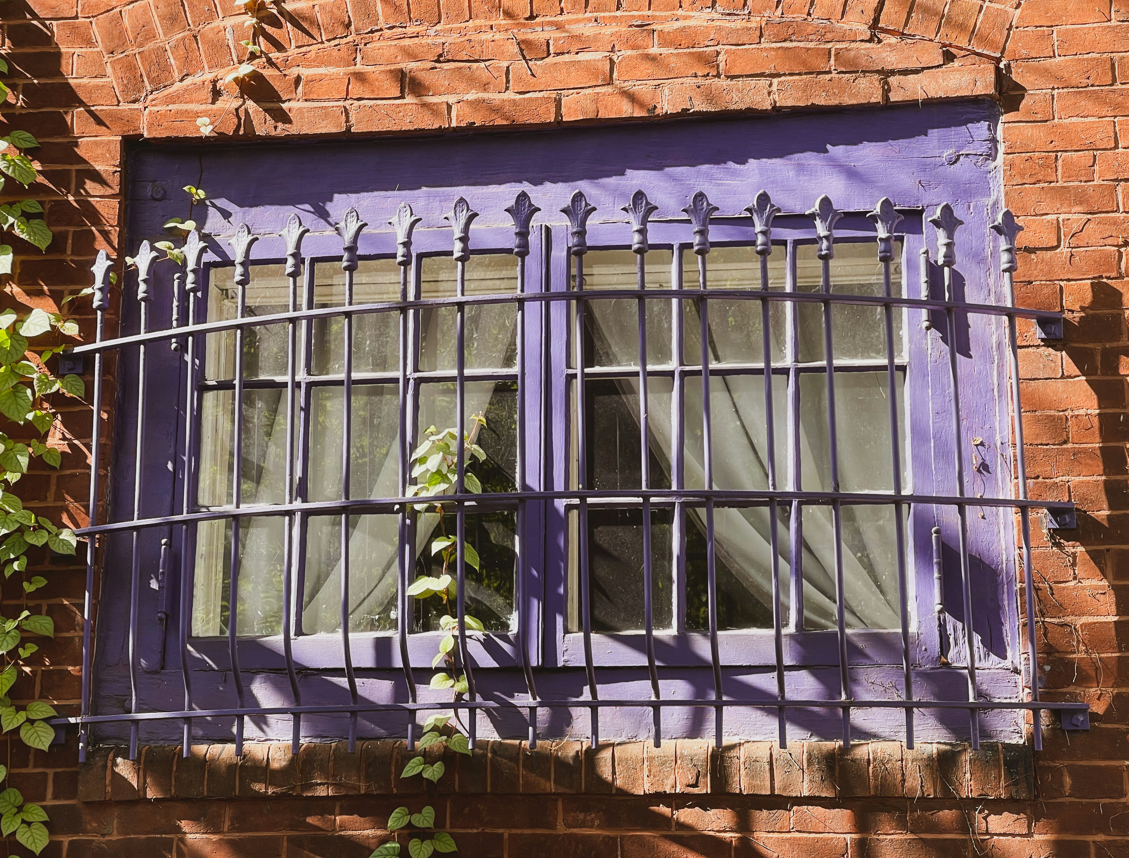 Violet Window Grille on an Ivy-Clad Red Brick Facade