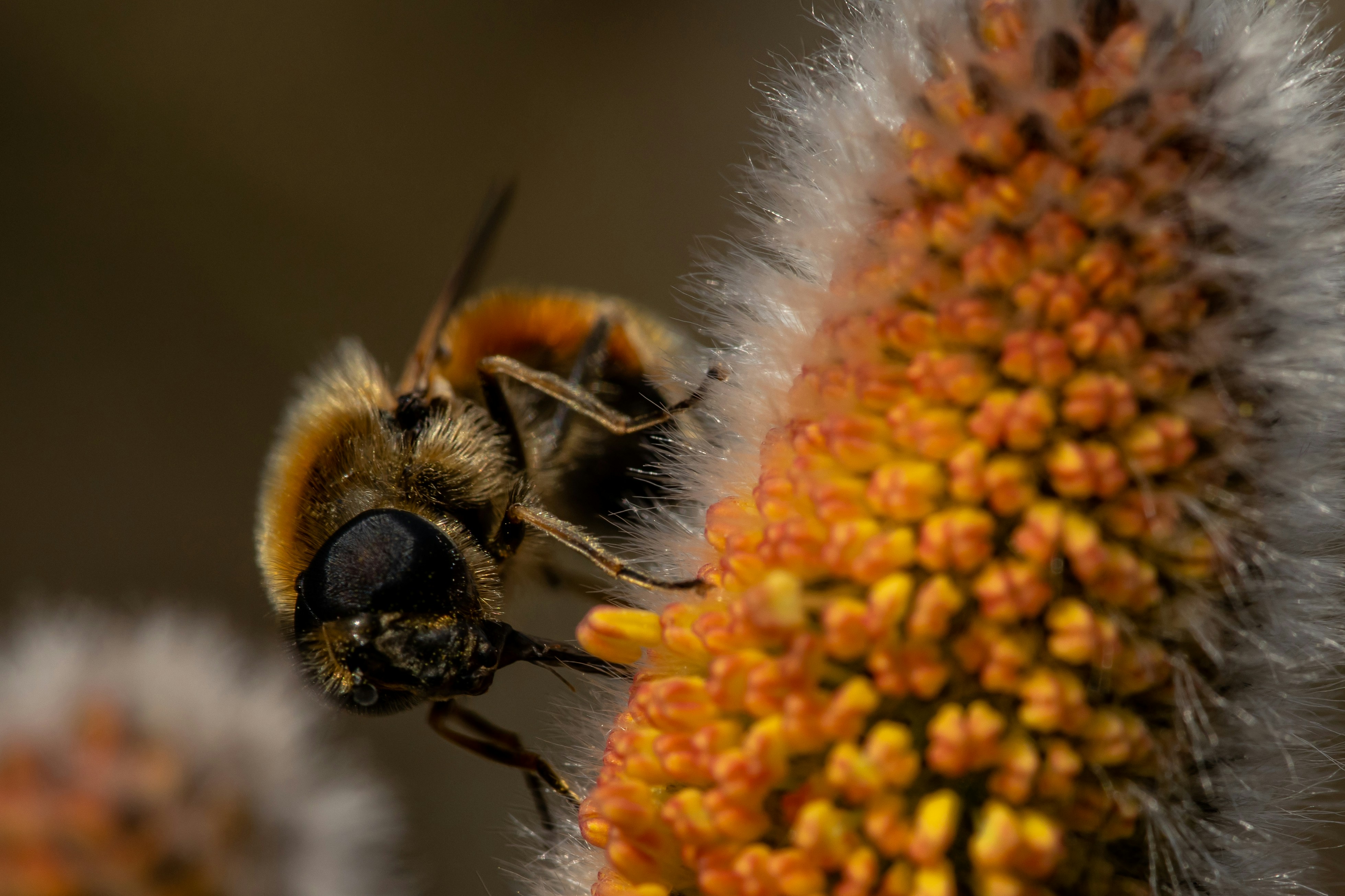 Black and yellow bee on yellow flower photo – Free Animal Image on Unsplash