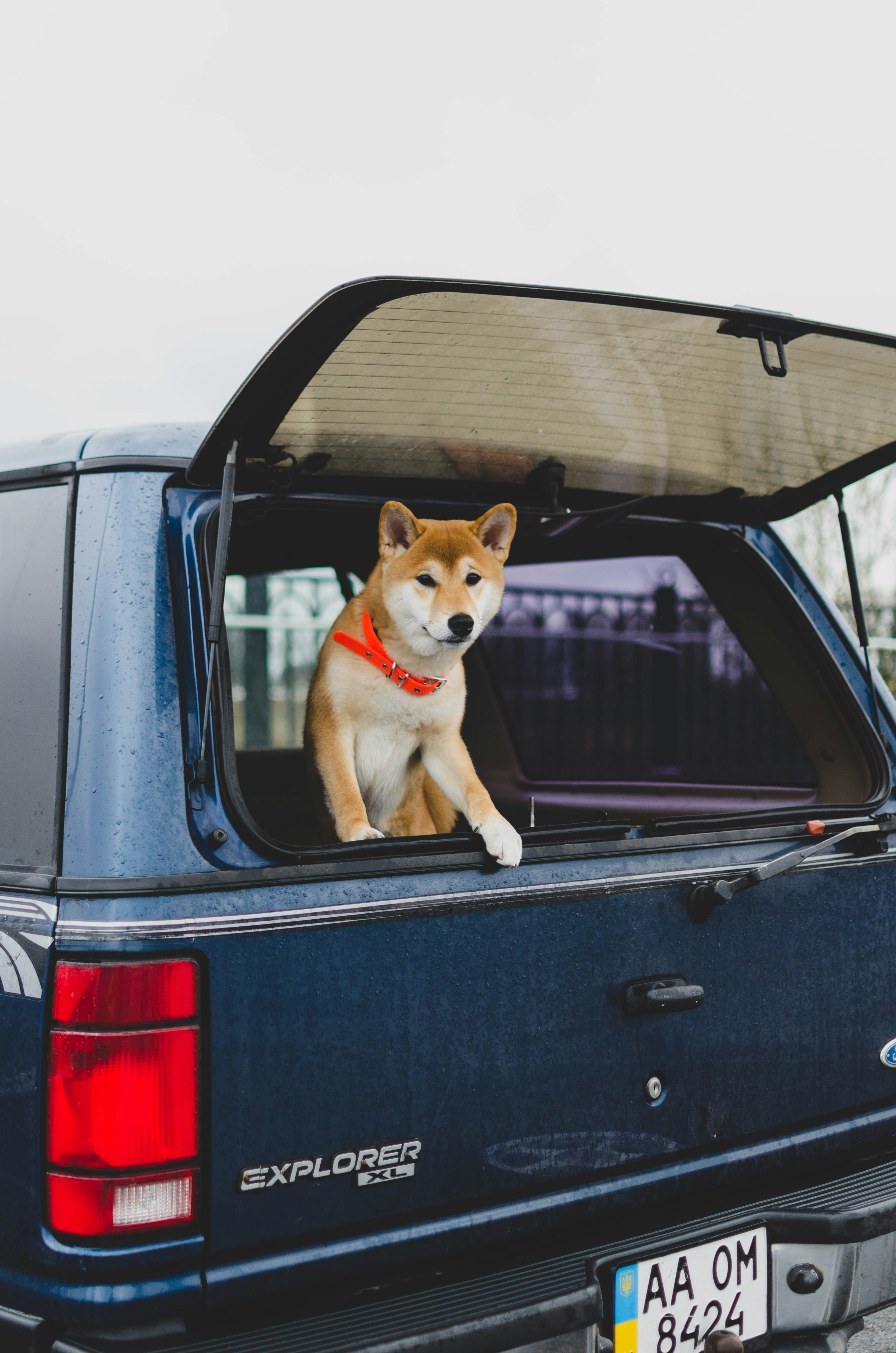 A Shiba Inu peering out from the open hatch of a blue SUV, embodying curiosity and adventure.