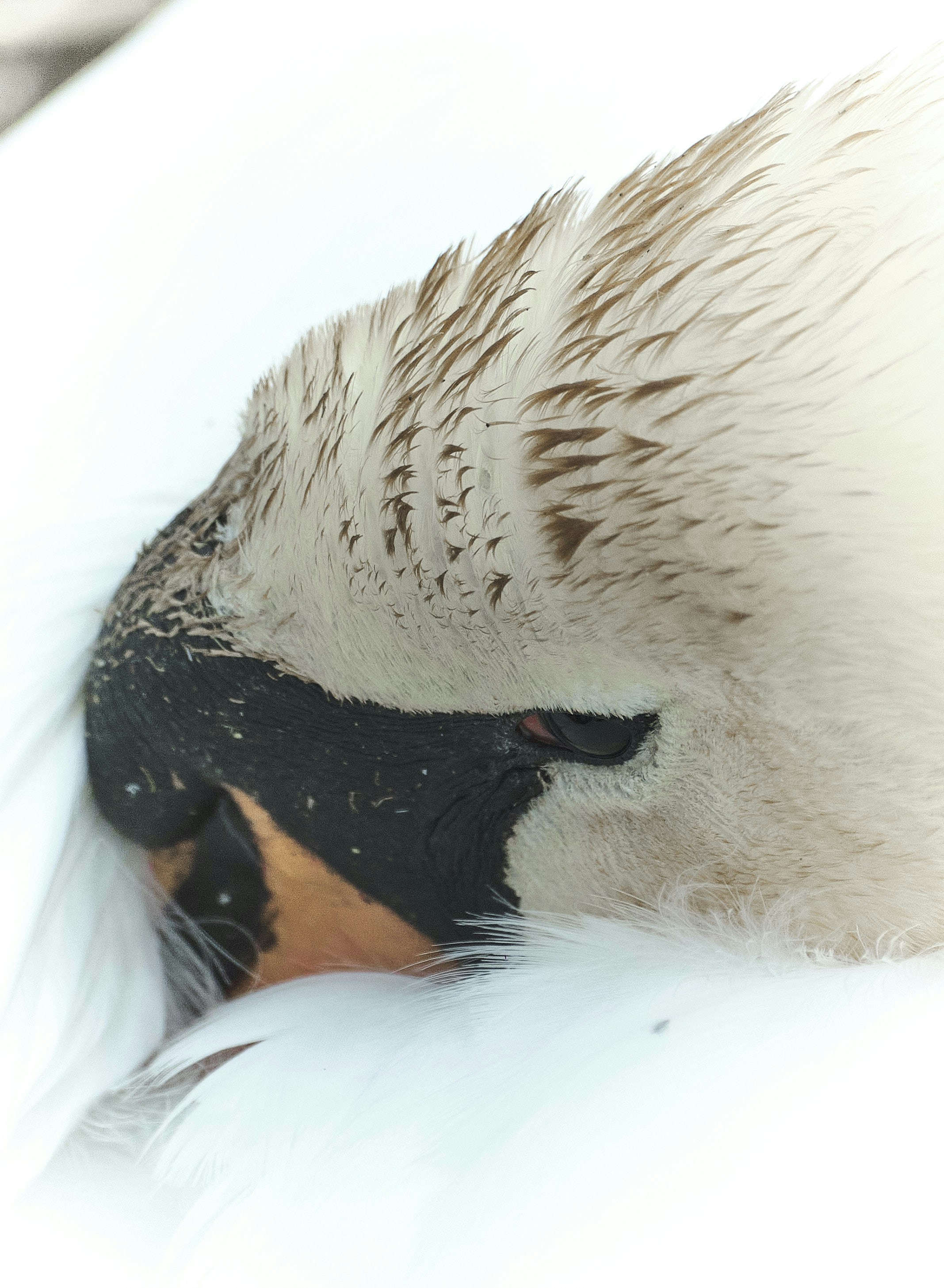 Sleeping swan, 