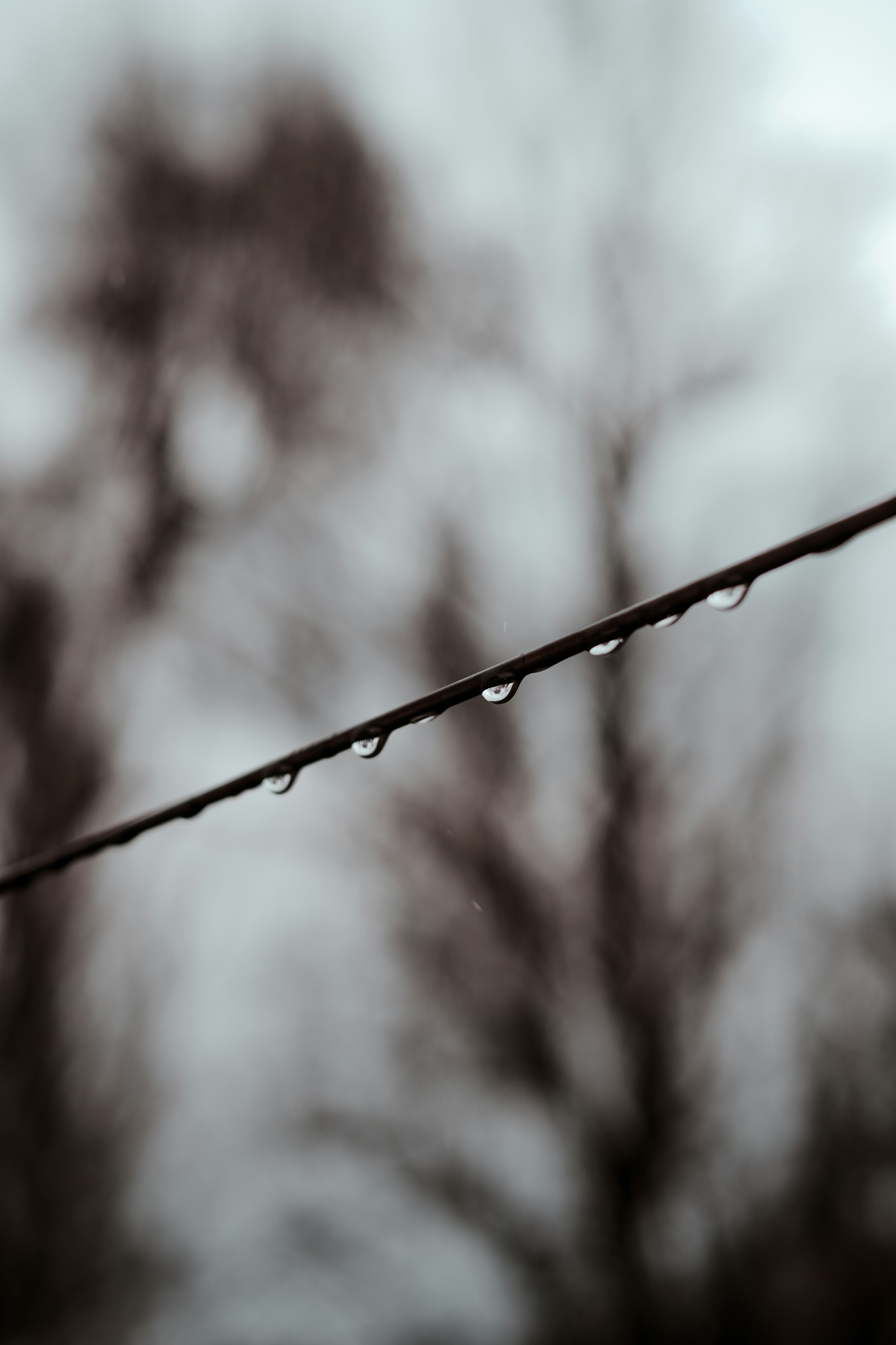 Dew on a Wire: Minimalist Study of Drops Against a Blurred Winter Backdrop