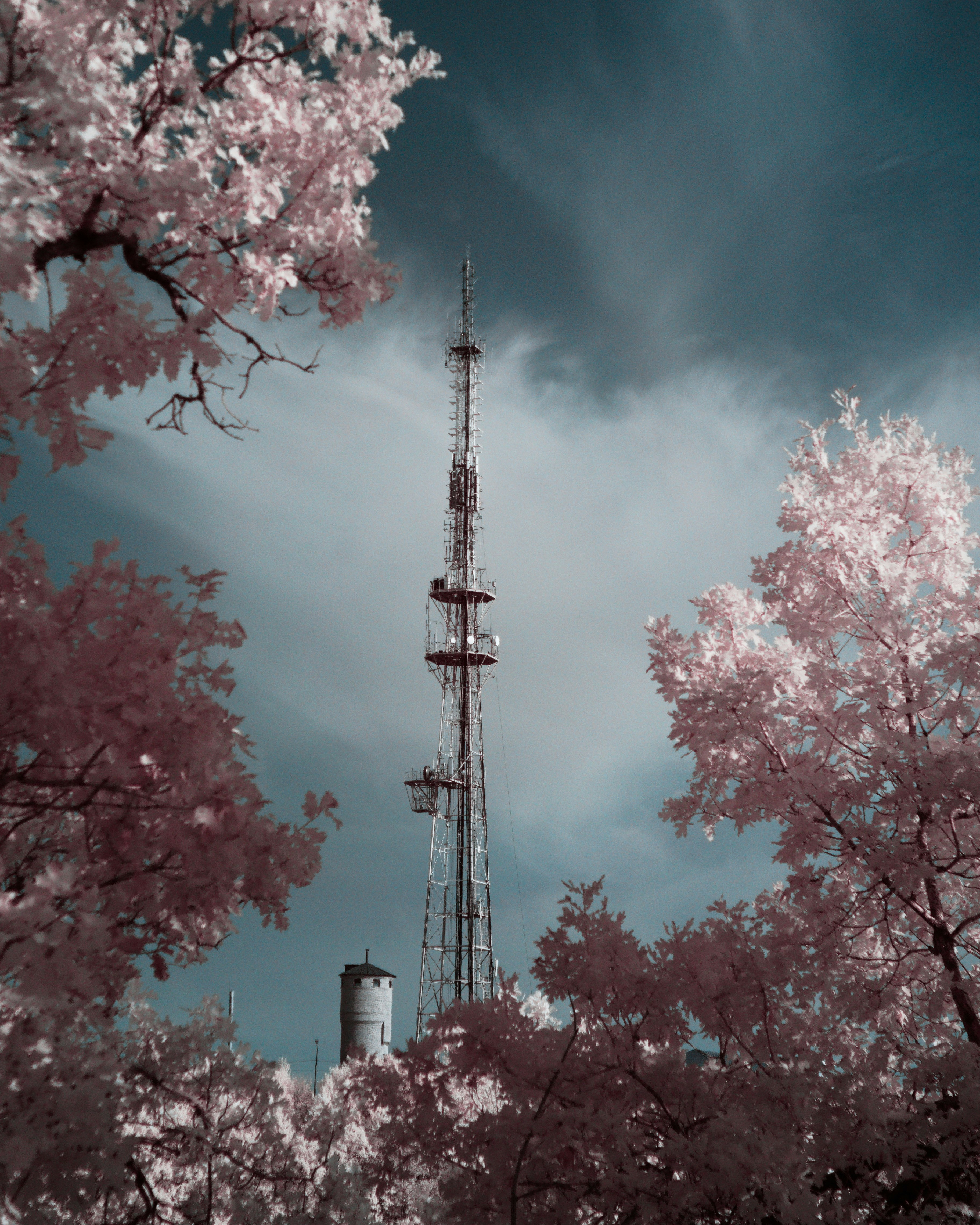Rosy Frame: A Communications Tower Rising Through Pink-Leafed Trees