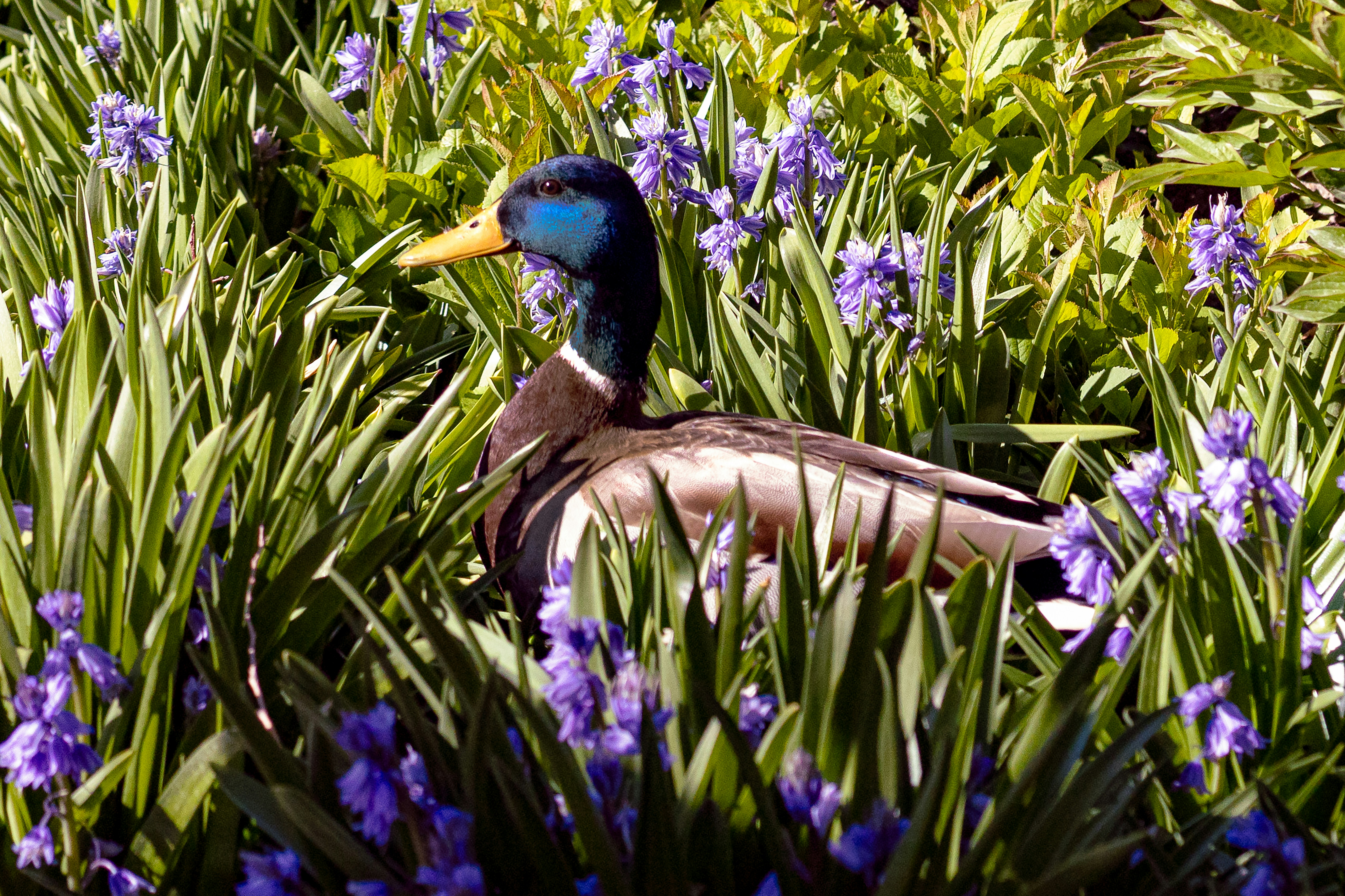 Brown and blue mallard duck on green grass field during daytime photo ...