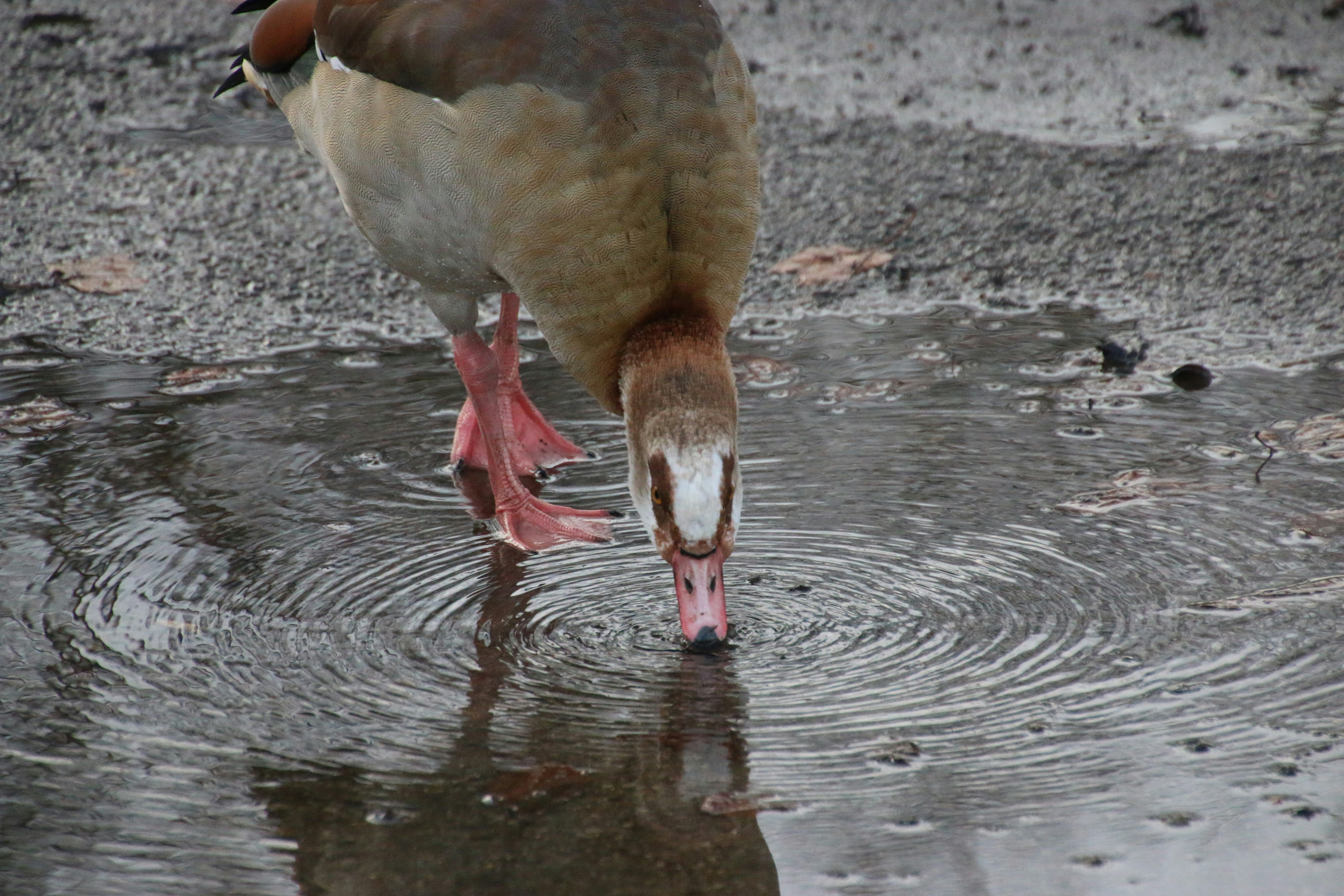 Ripple-Sipped Reflex: A goose sips at the edge of a rain-kissed puddle