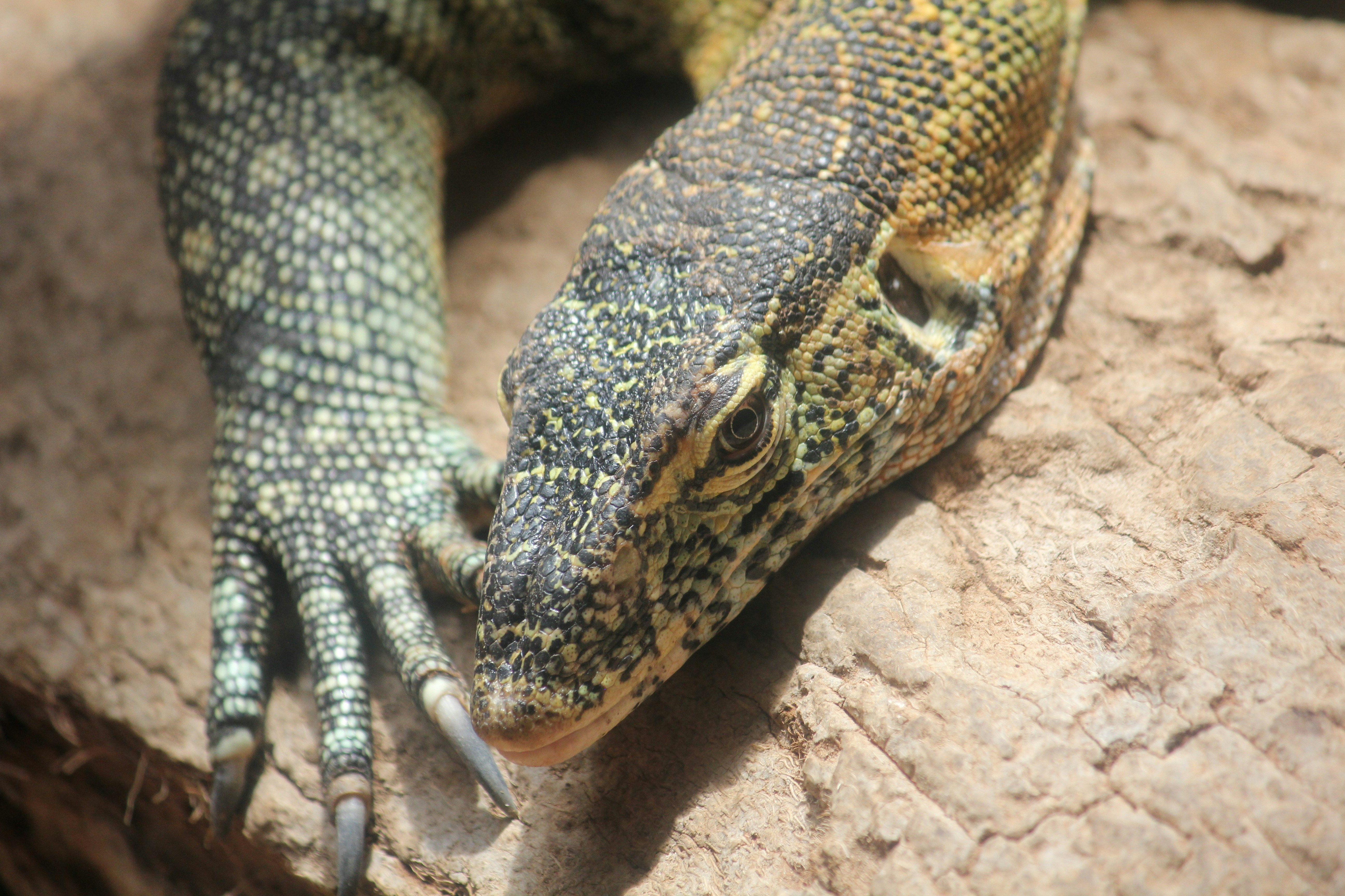 Close-up of a lizard resting on a textured rock surface, showcasing its intricate scales and piercing gaze.