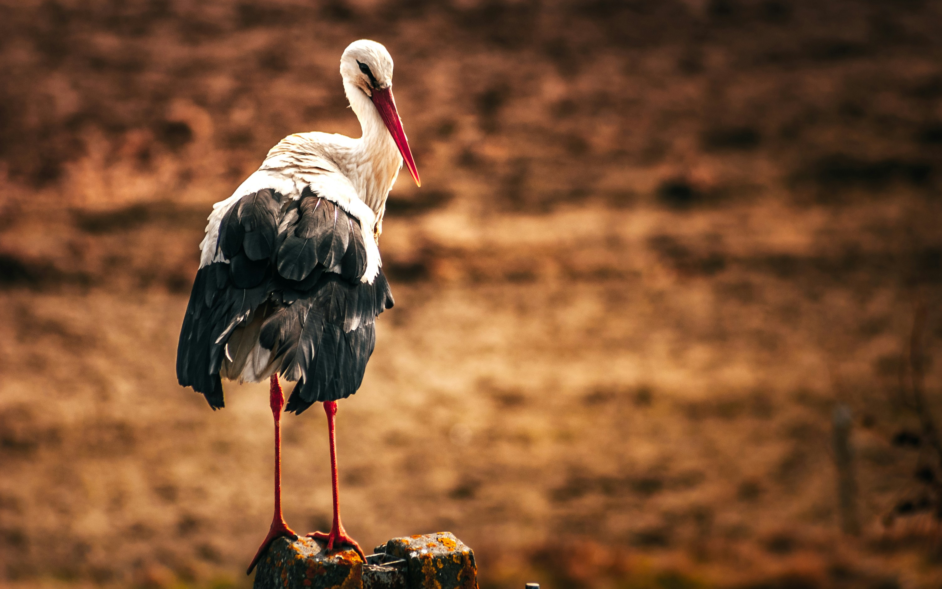 White stork perched on a weathered log against a blurred brown background.