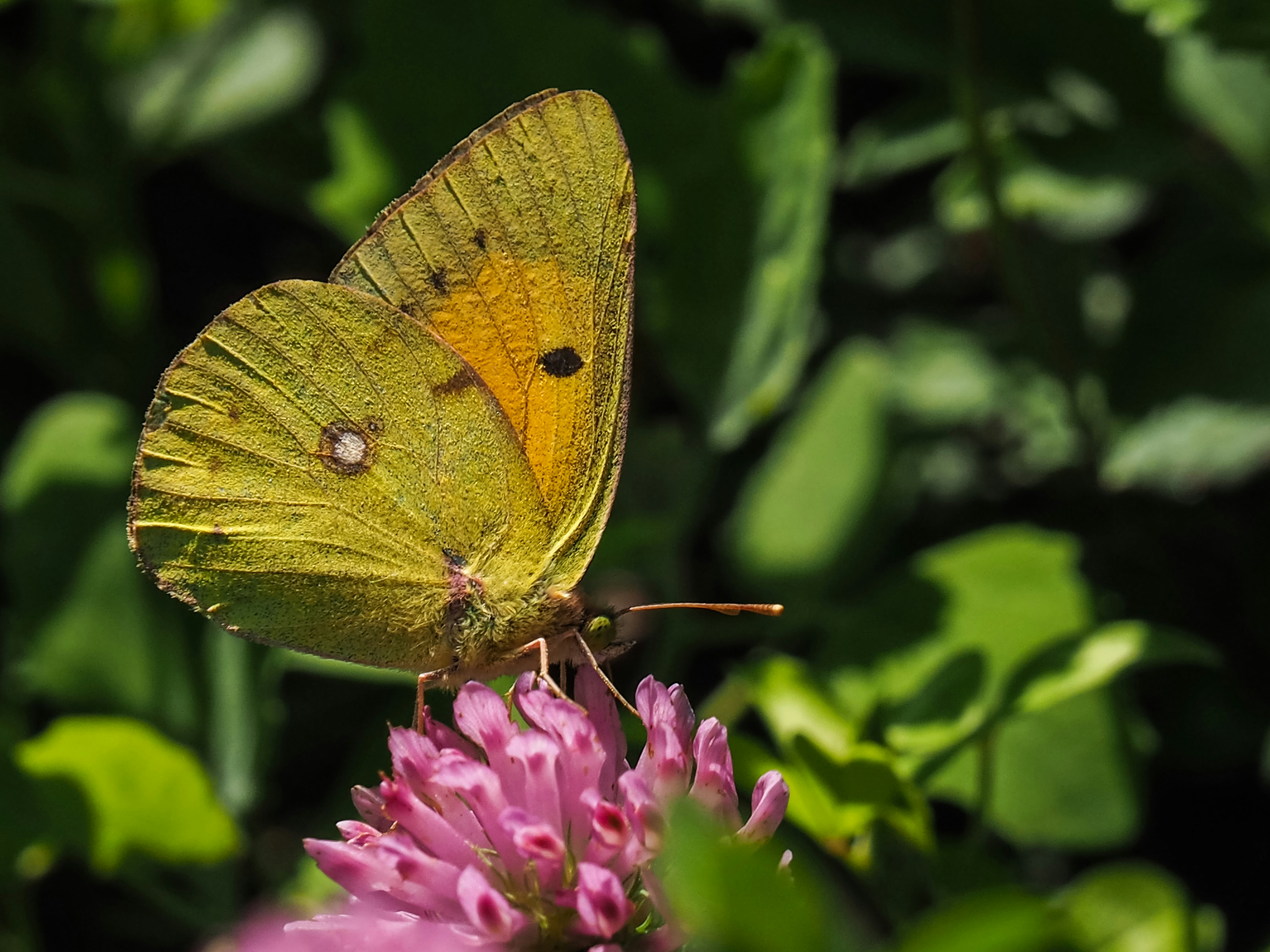 Yellow butterfly perched on purple flower in close up photography ...