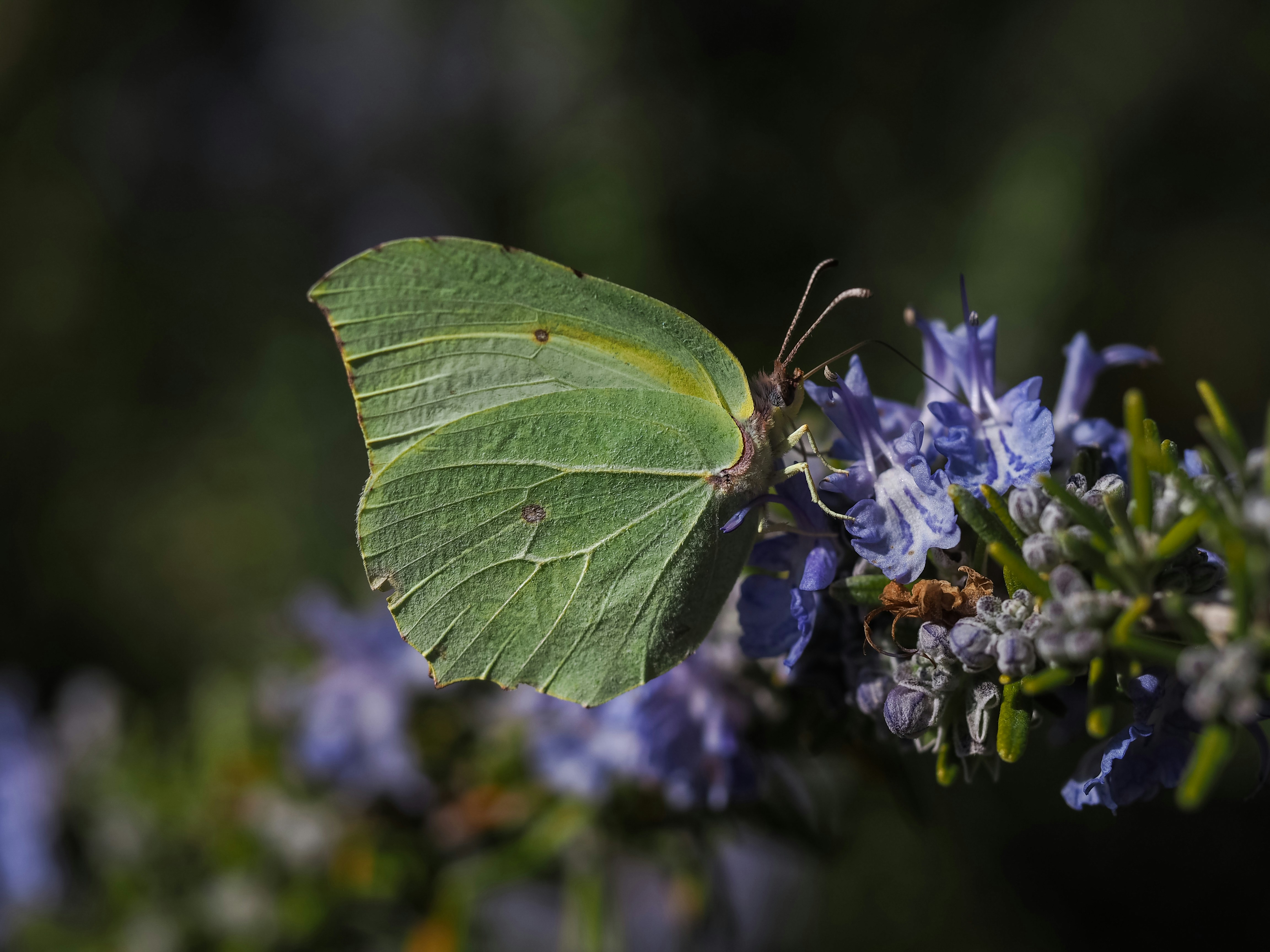 Emerald Wings on Lavender: A Quiet Macro Portrait