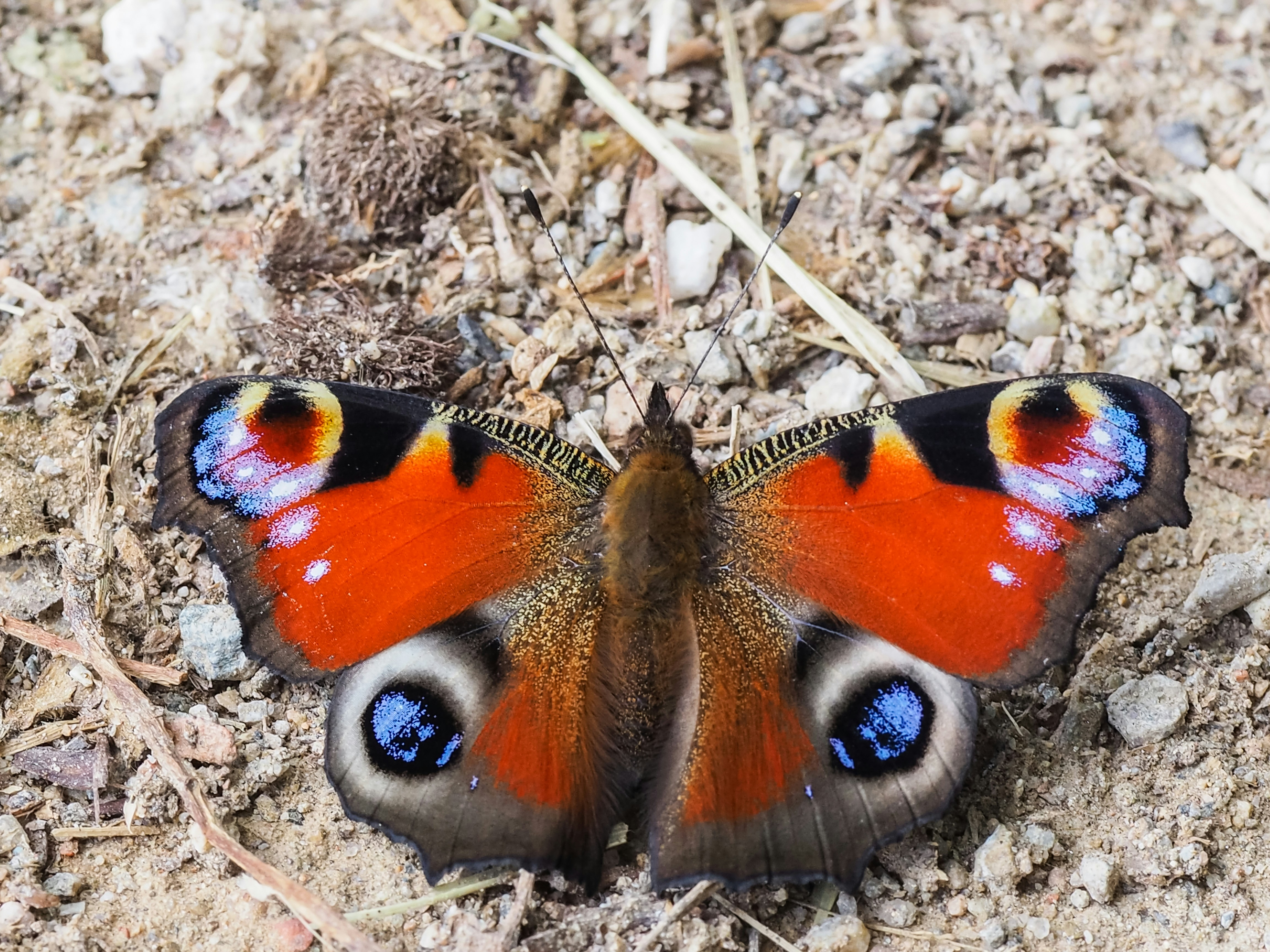 Peacock butterfly on brown grass during daytime photo – Free Butterfly ...