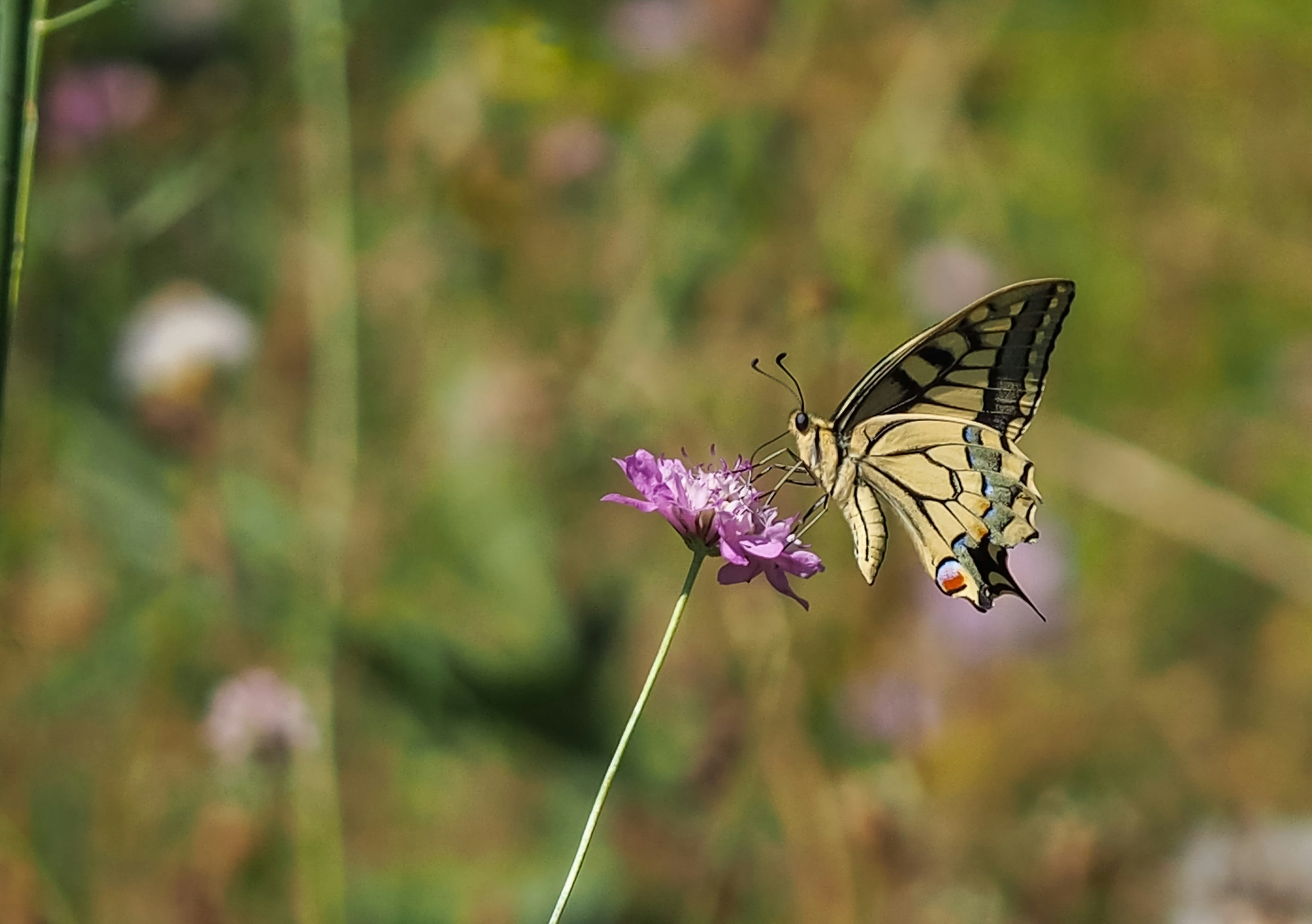tiger swallowtail butterfly perched on pink flower in close up photography during daytime