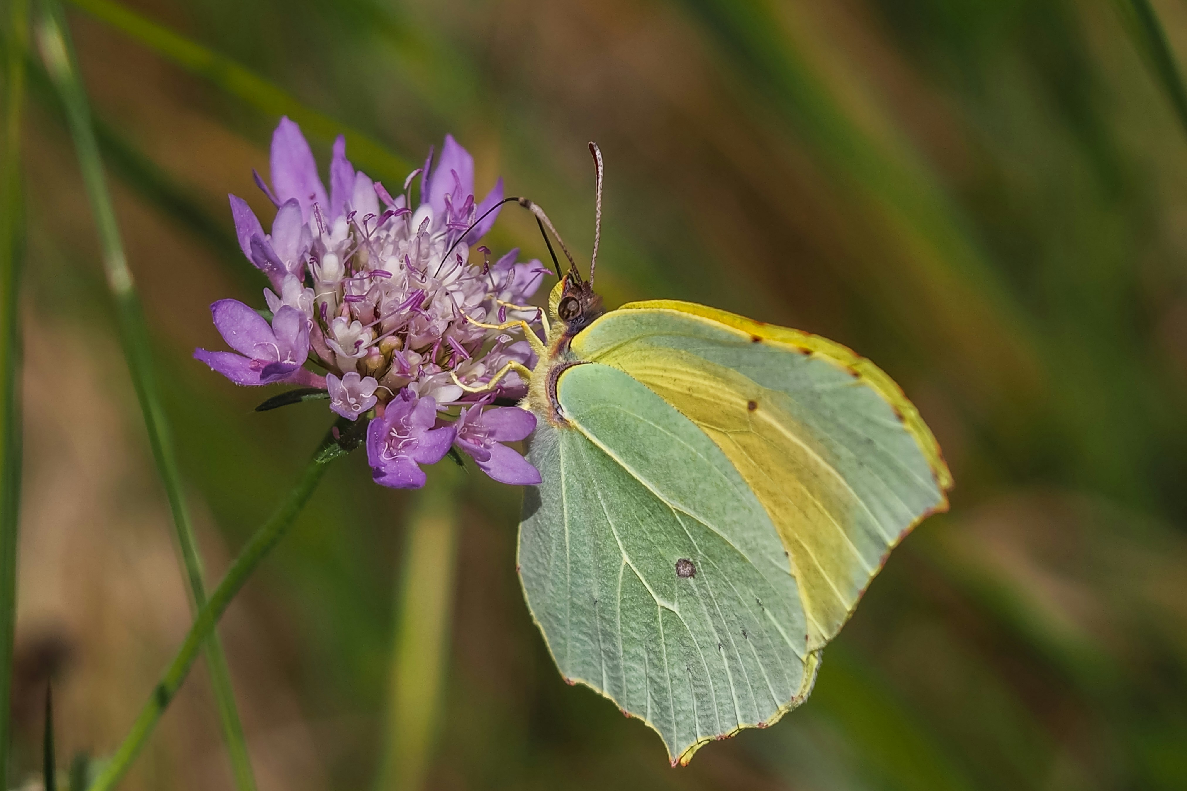 Brimstone on Violet Cluster: Subtle Contrast in a Meadow Moment