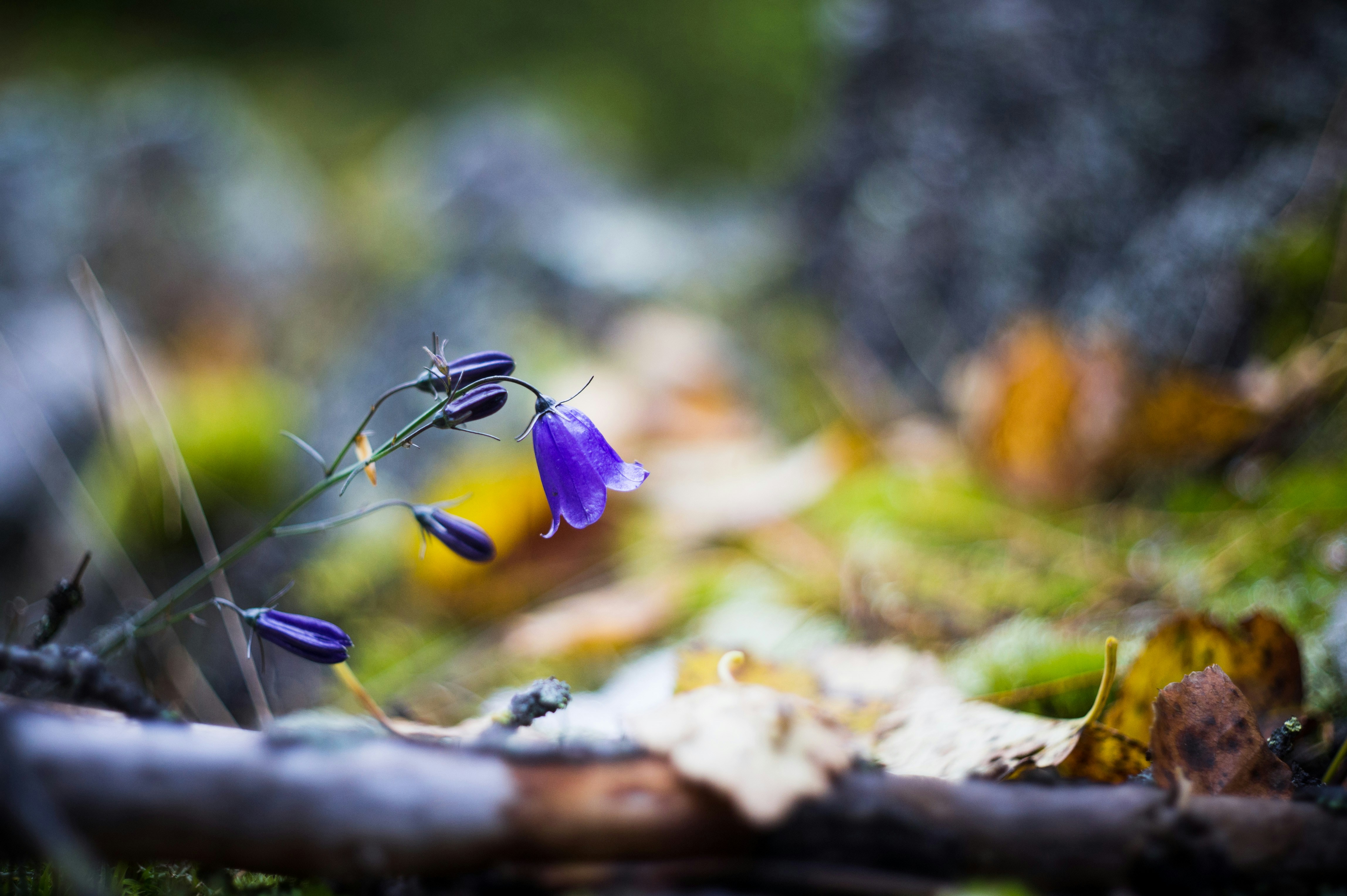 Lone Violet Bellflower on a Mossy Forest Floor