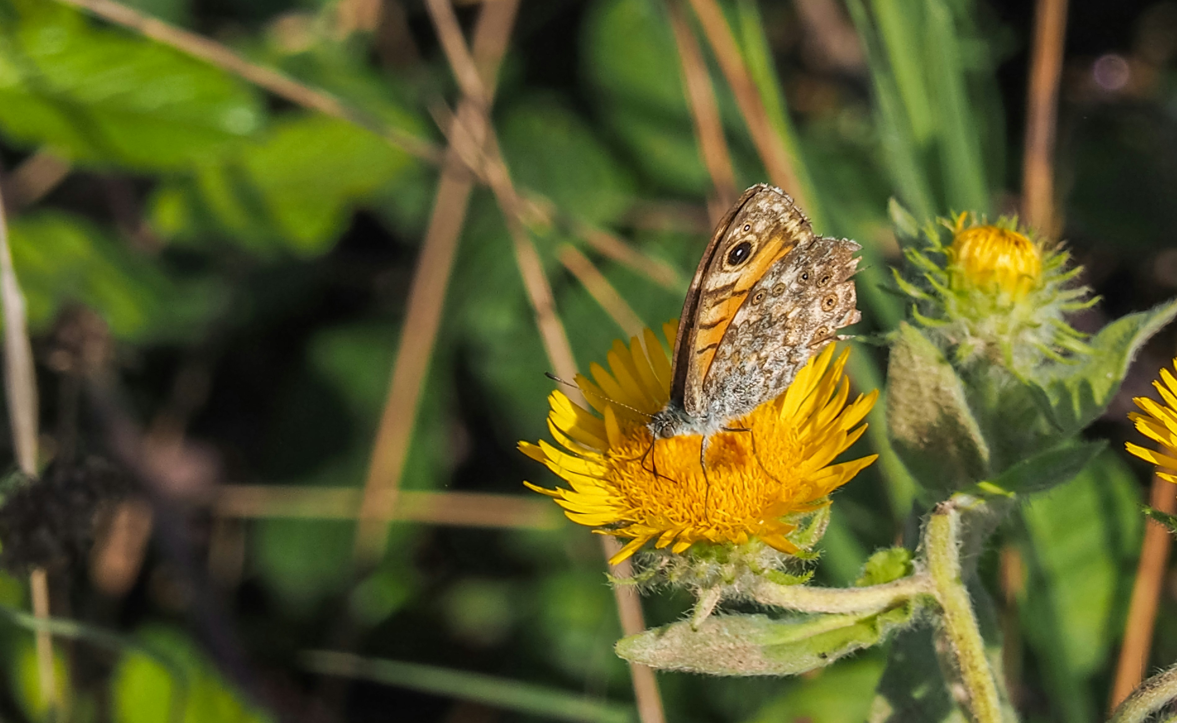 brown and black butterfly on yellow flower