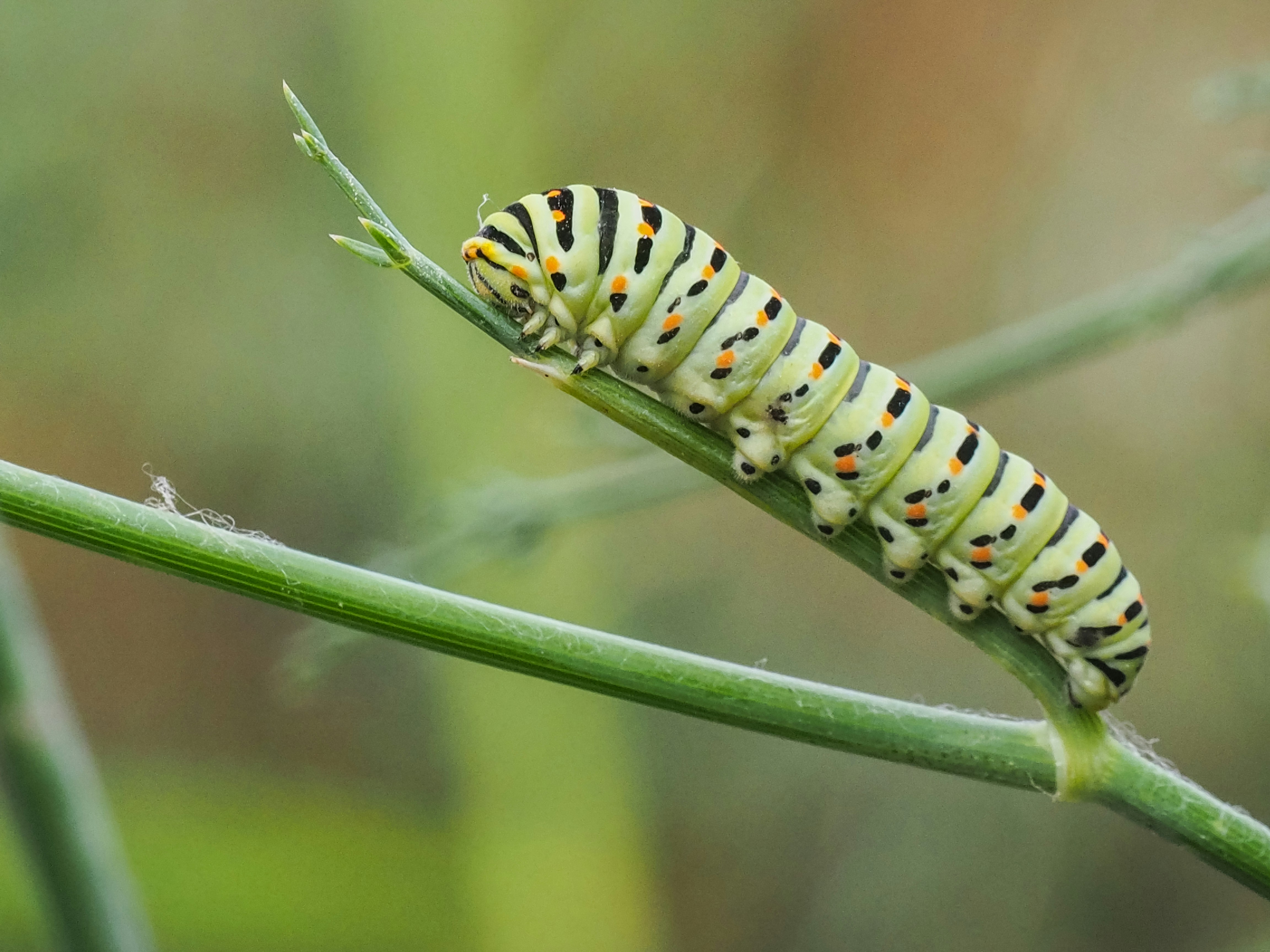 green and black caterpillar on green stem