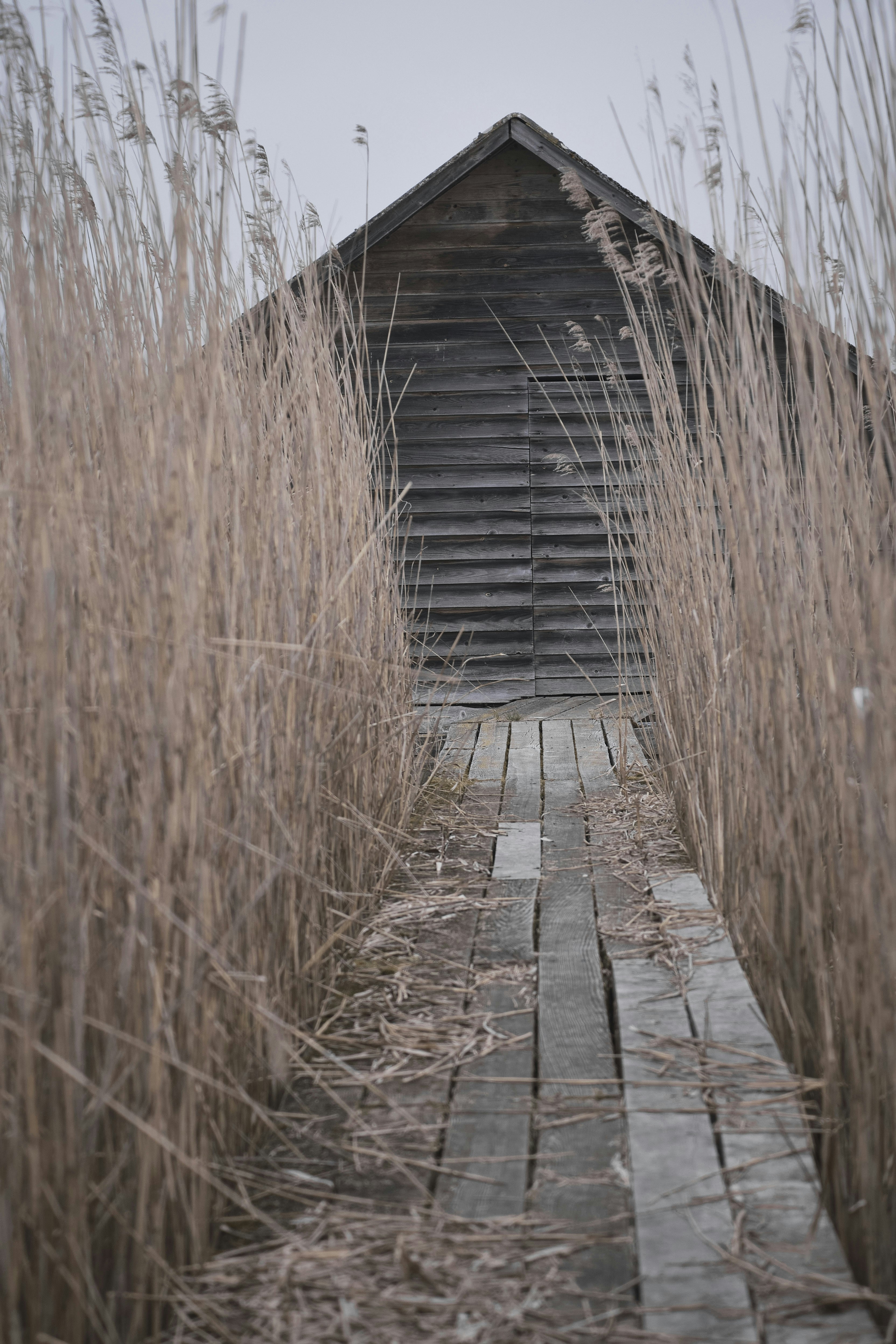 Narrow wooden pathway leading to a rustic cabin, flanked by tall reeds under a soft, overcast sky.