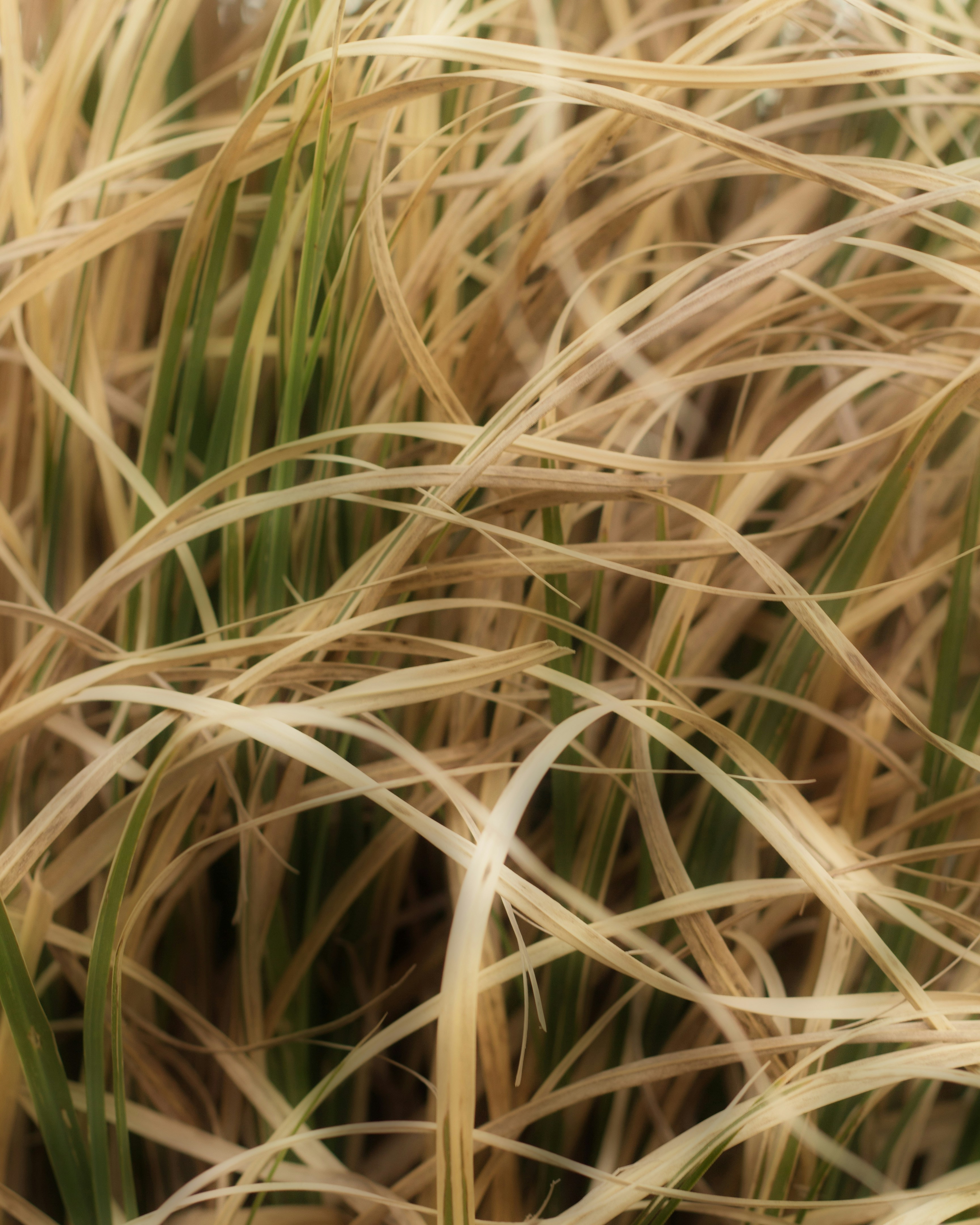 brown dried grass in close up photography