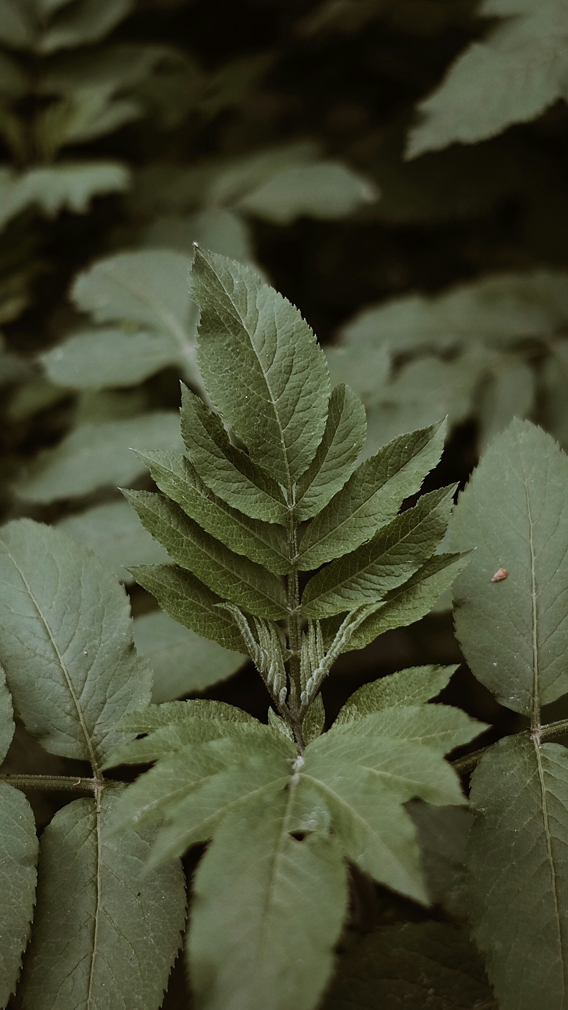green leaf plant in close up photography