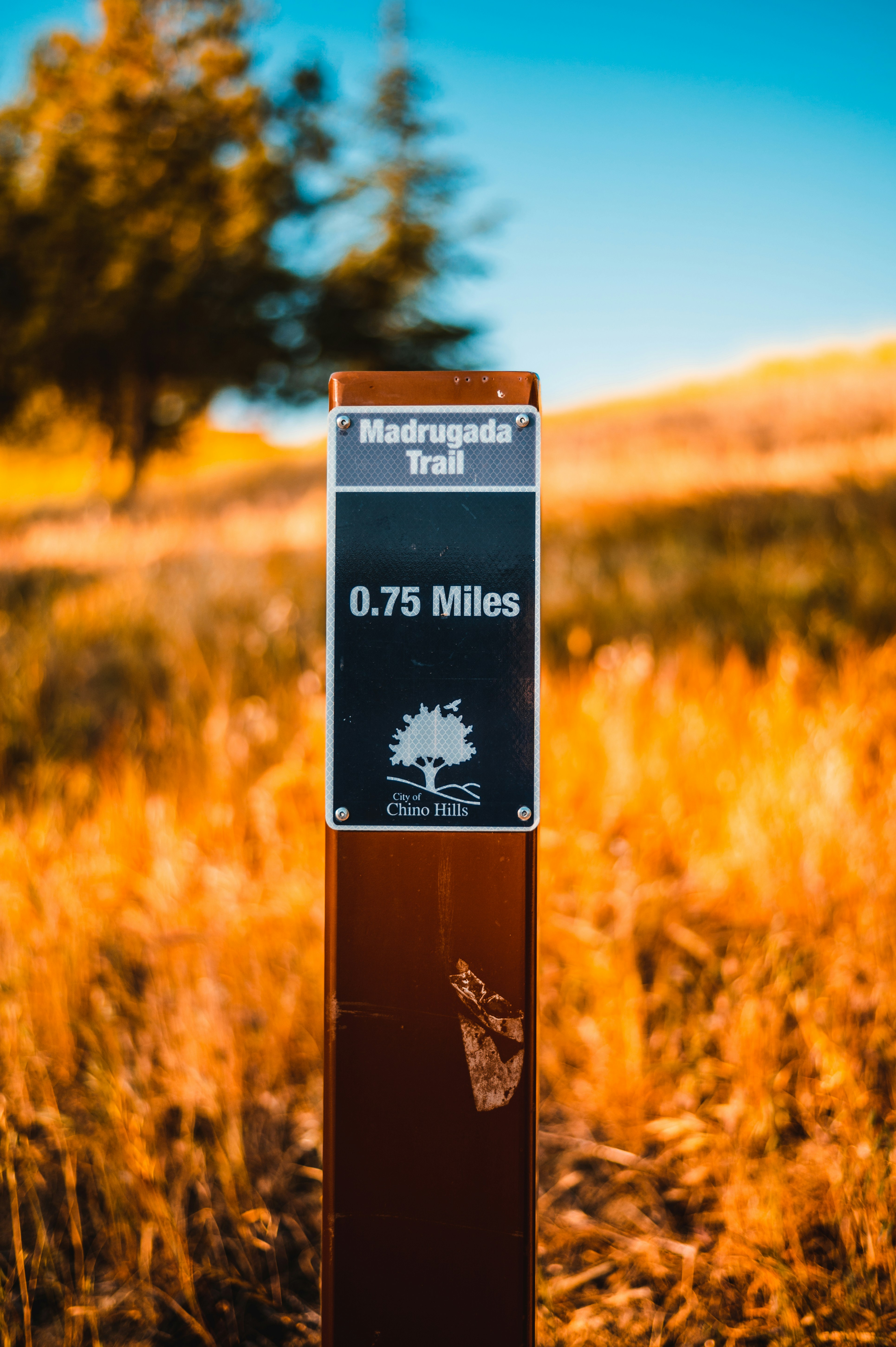 Madrugada Trail Sign: A Quiet Beacon in a Sunlit Prairie