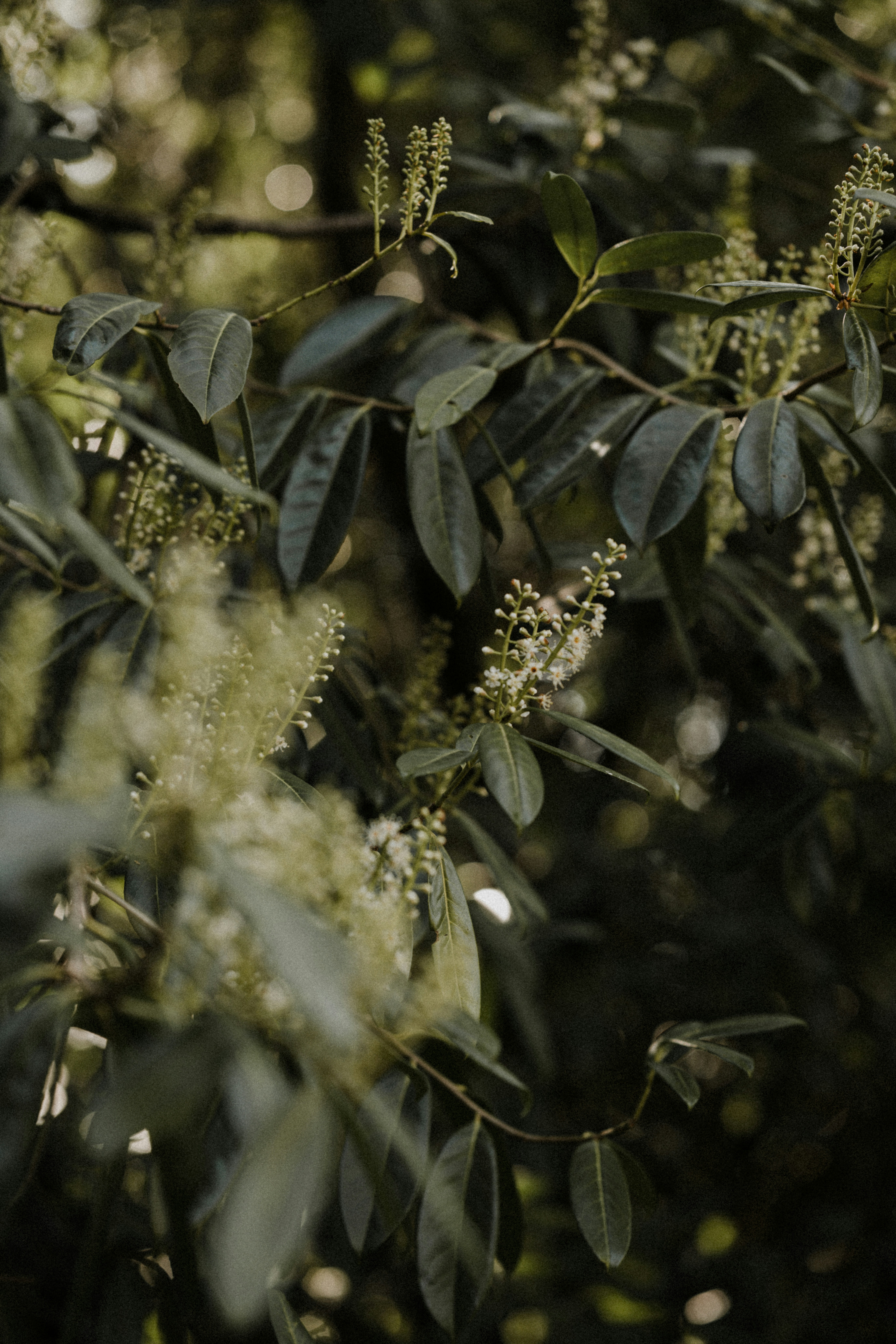 green leaves plant during daytime