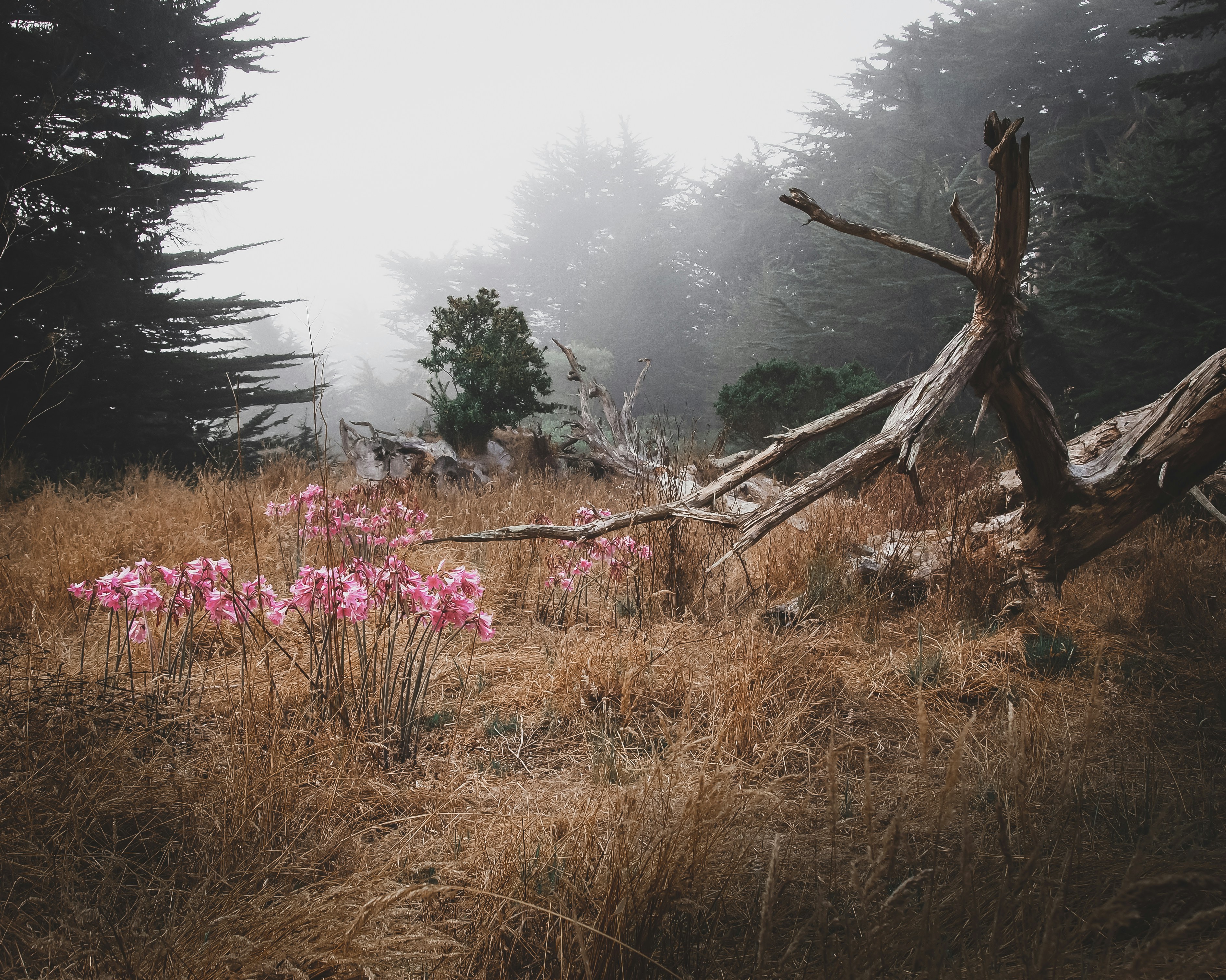 Moody photograph of pink wildflowers in a fog-draped meadow with a fallen log and distant pines.