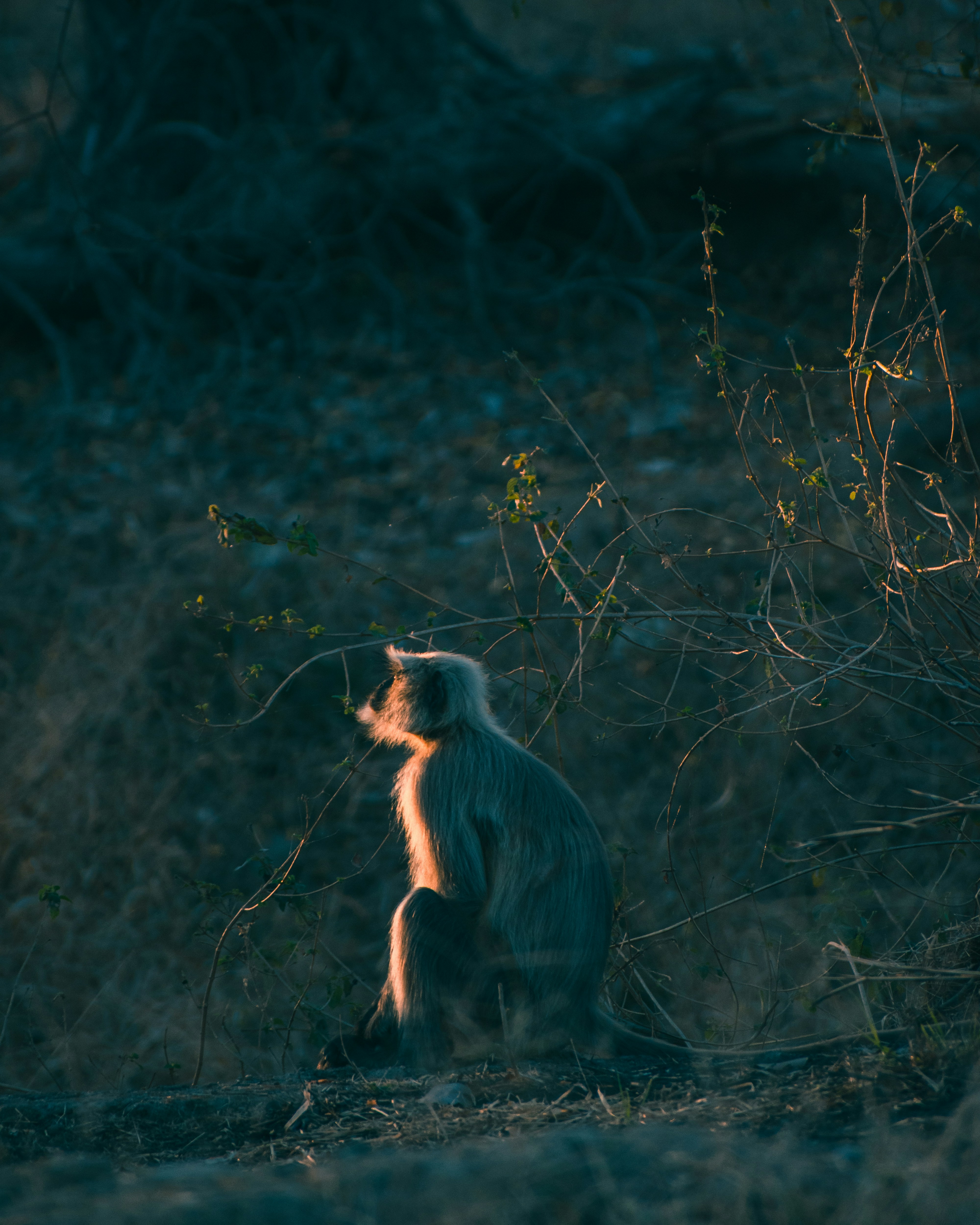 A lone monkey sits quietly, bathed in soft light, surrounded by the subtle textures of the wild. The scene captures a moment of tranquility amidst nature's embrace.