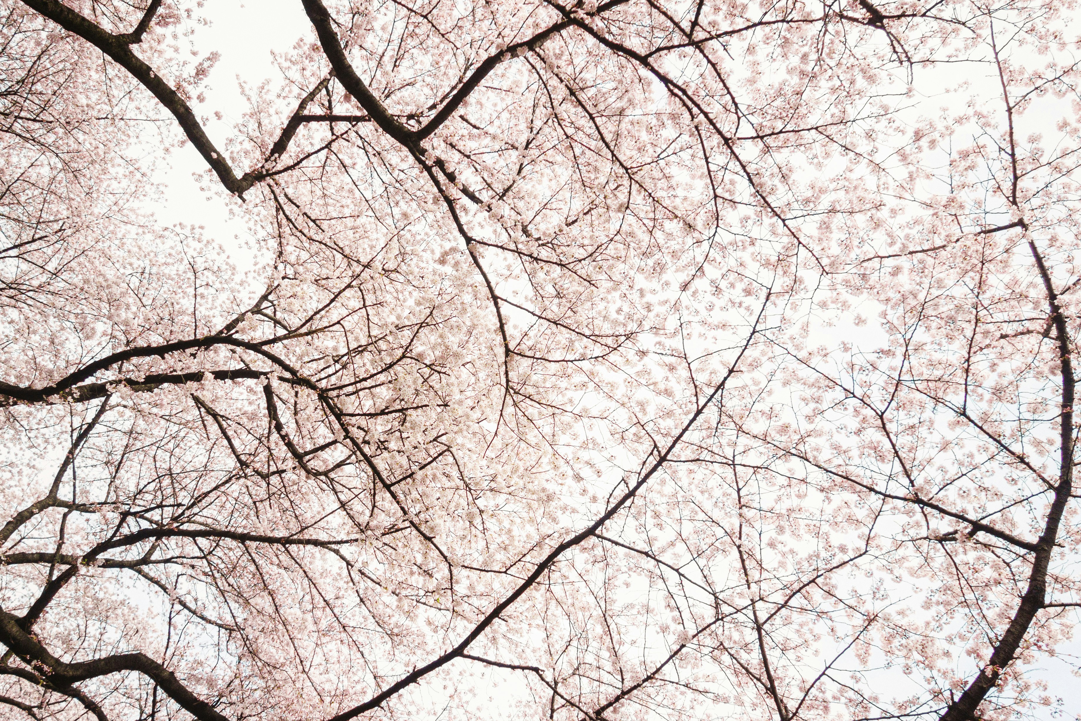 Terra | 26 best free terra, background, wallpaper and outdoor photos on ...