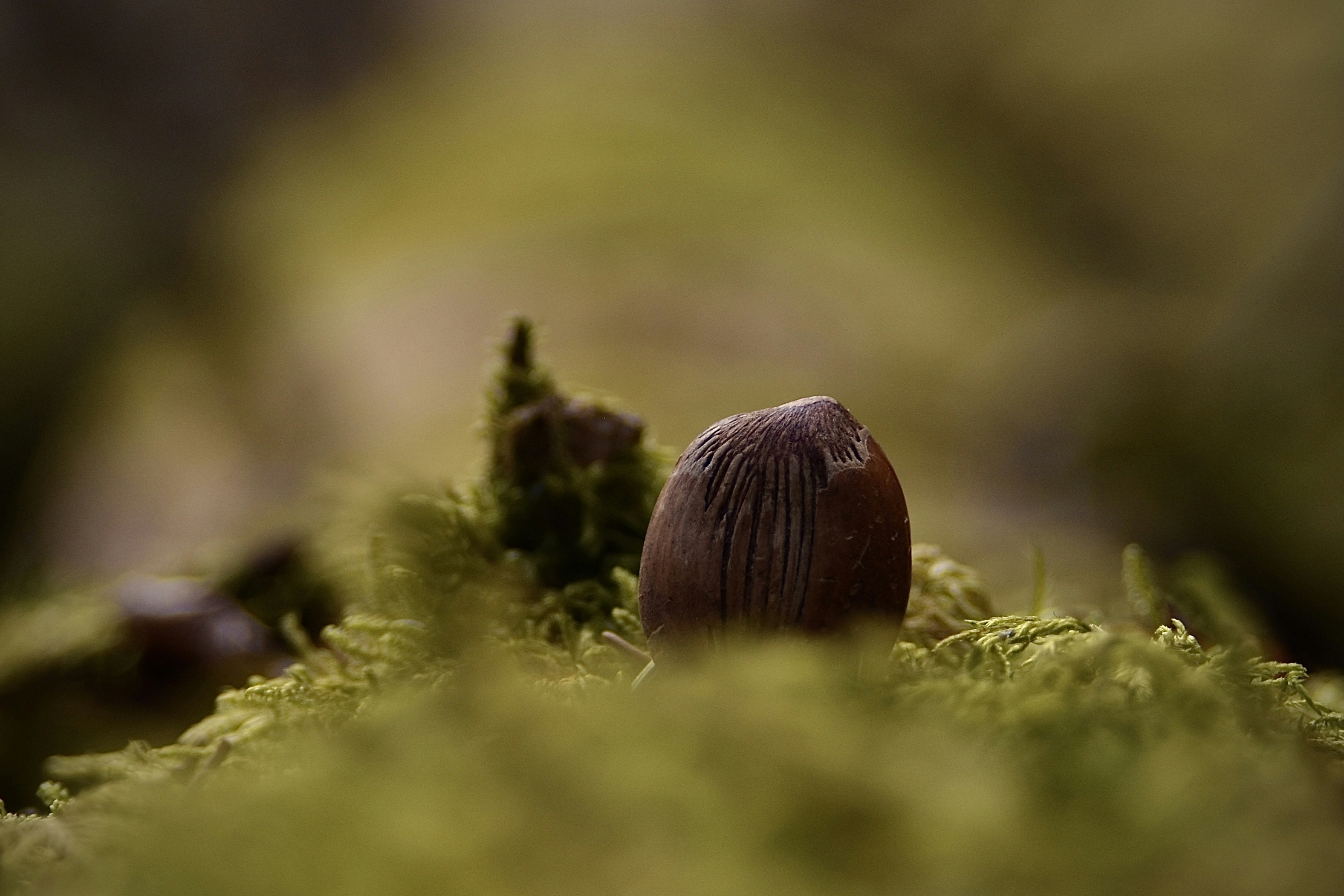 brown round fruit on green grass during daytime