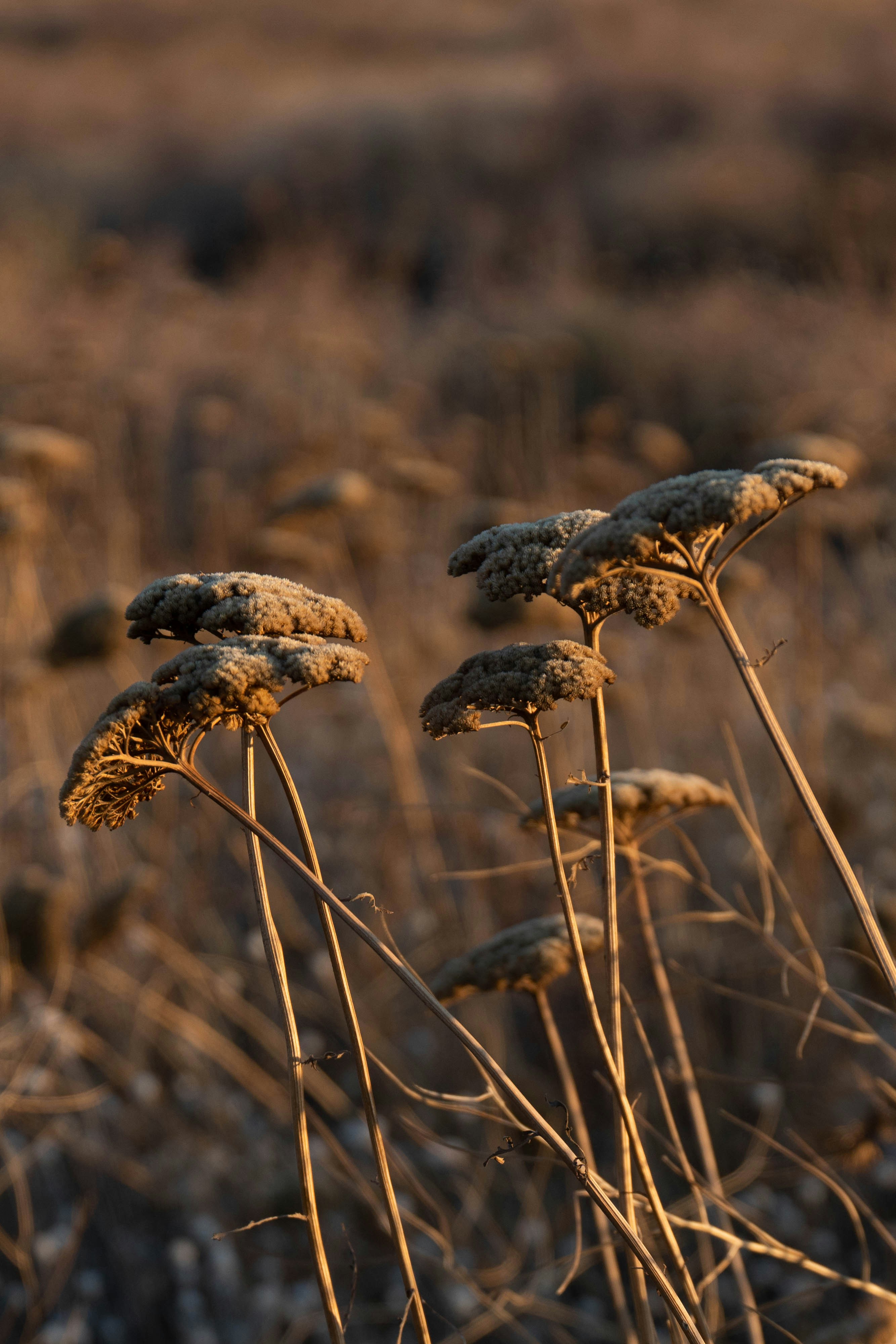 brown and black plant in close up photography