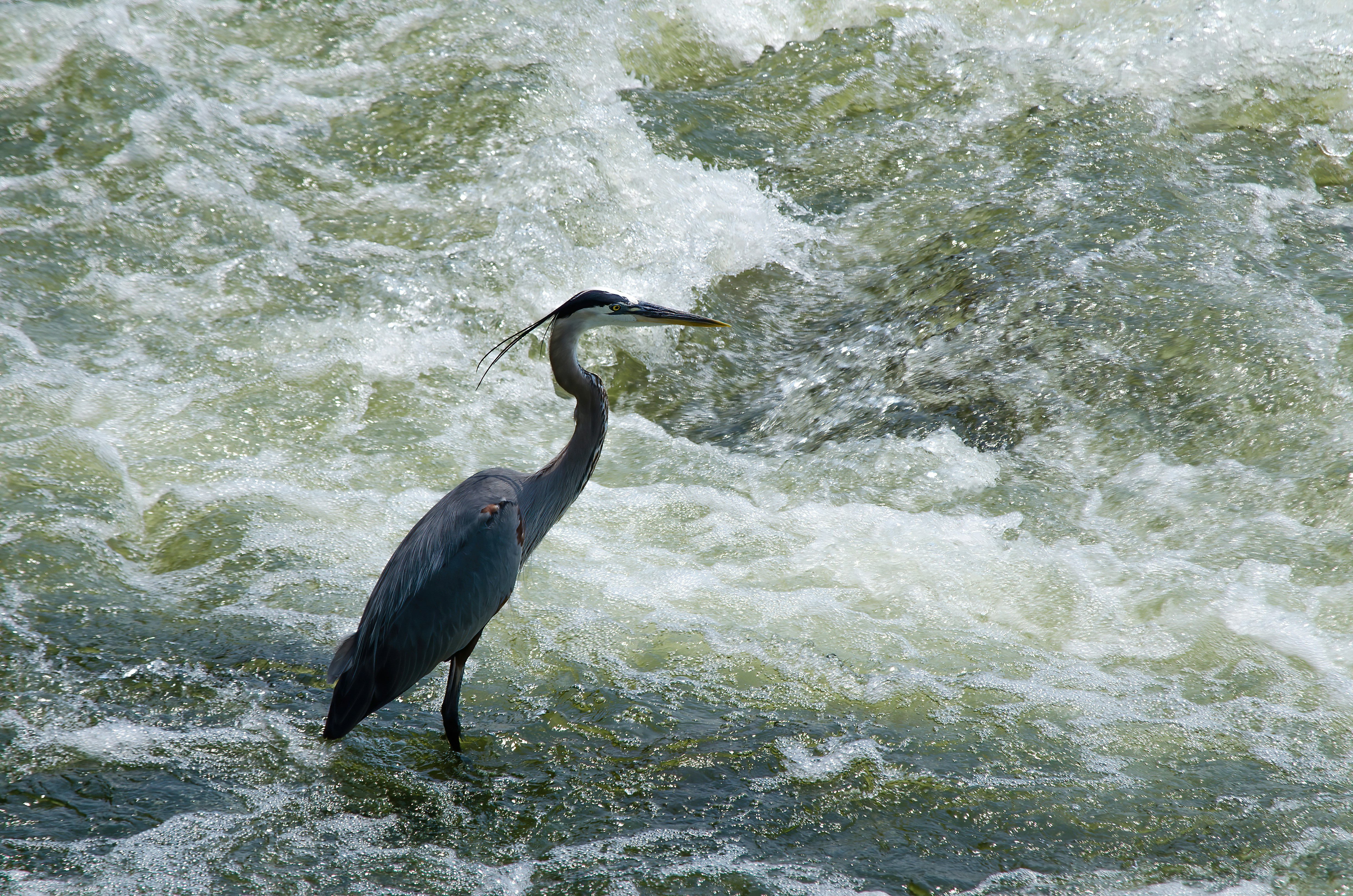 Gray bird flying over the sea photo – Free Richmond Image on Unsplash