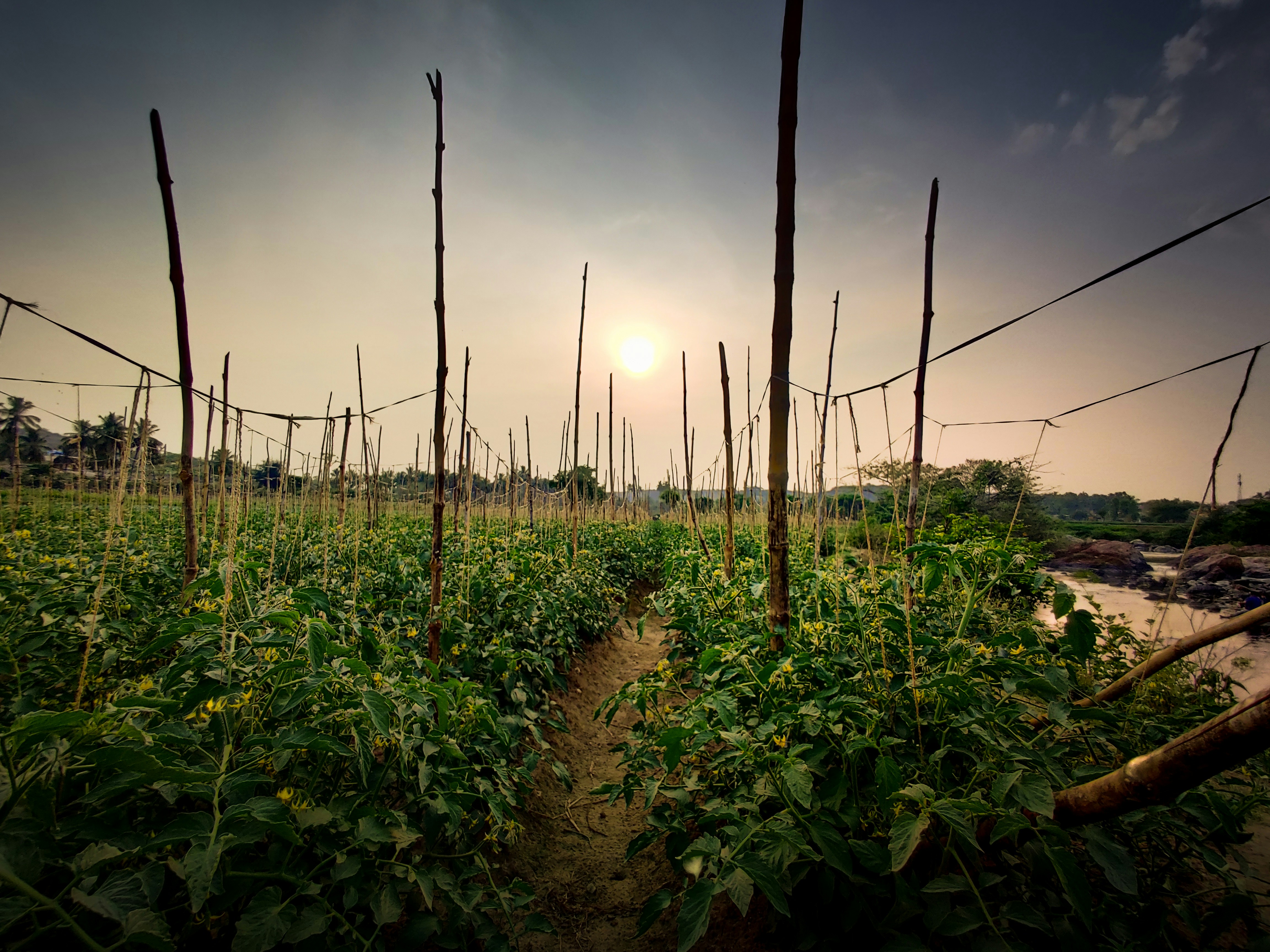 Sunlit Aisle Between Stakes: A Quiet Farm Corridor