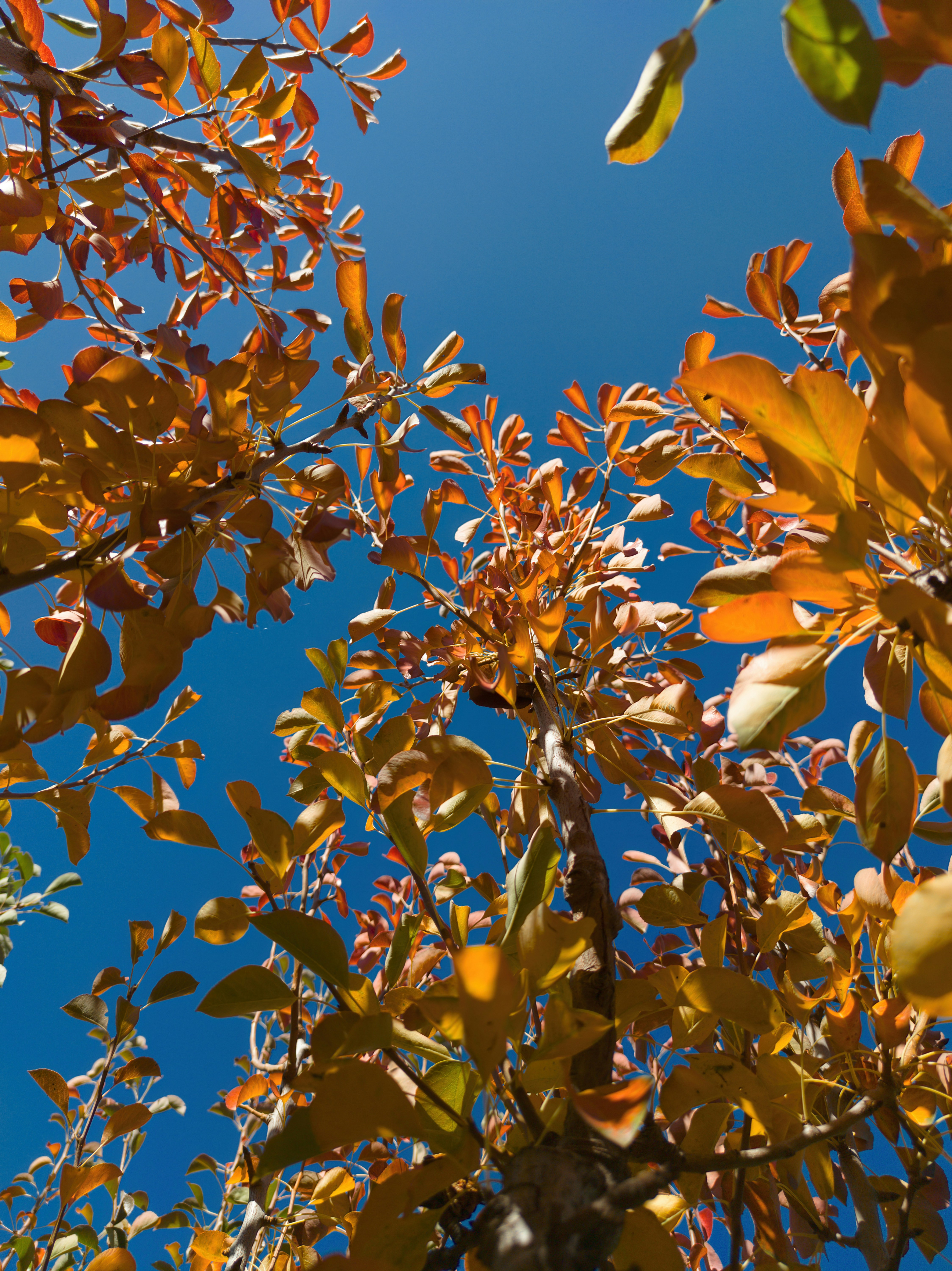 Vibrant autumn leaves in shades of orange and yellow frame a clear blue sky from below. The natural beauty captures the essence of the season.