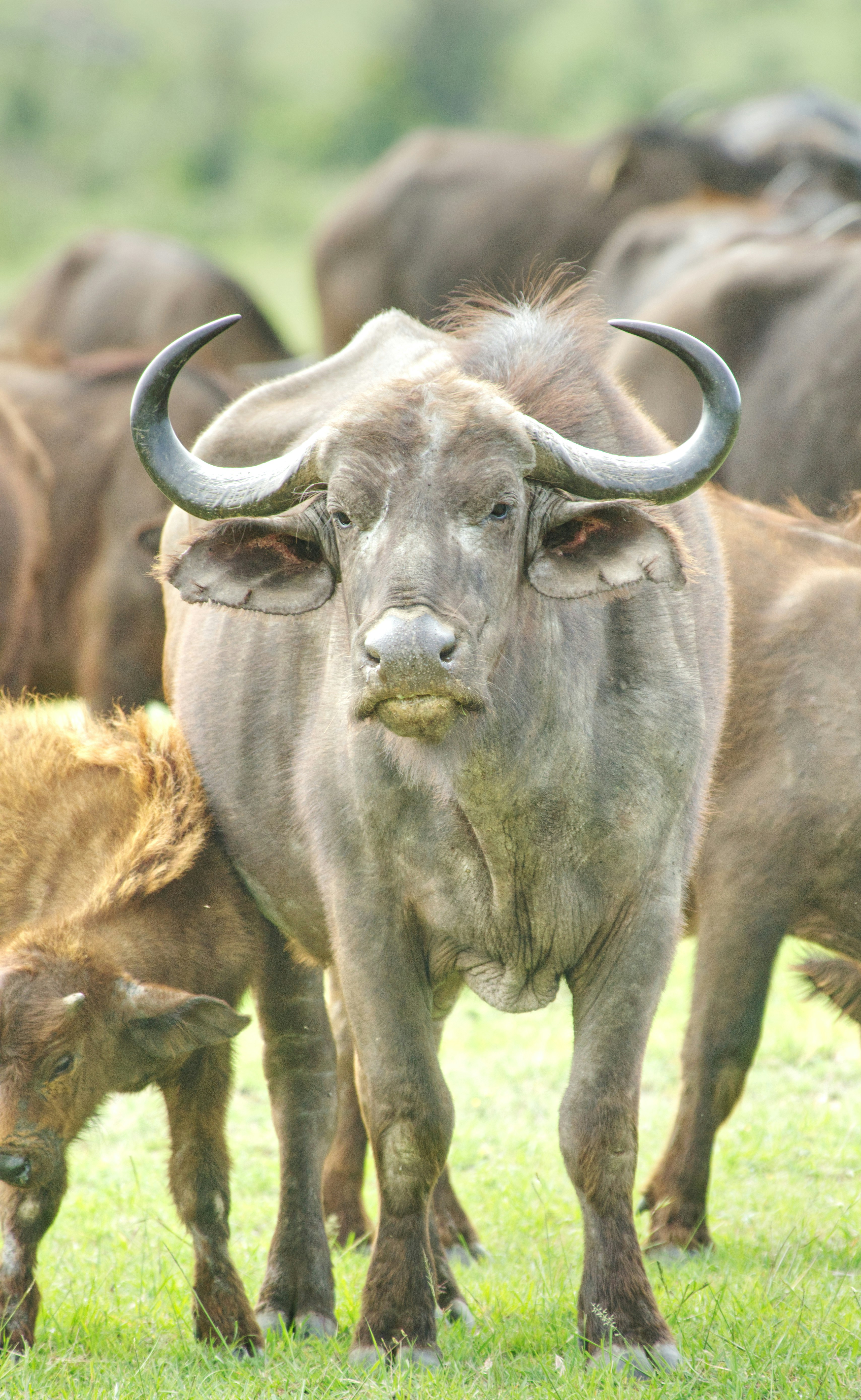 A buffalo is watching  meFrédéric Barriol