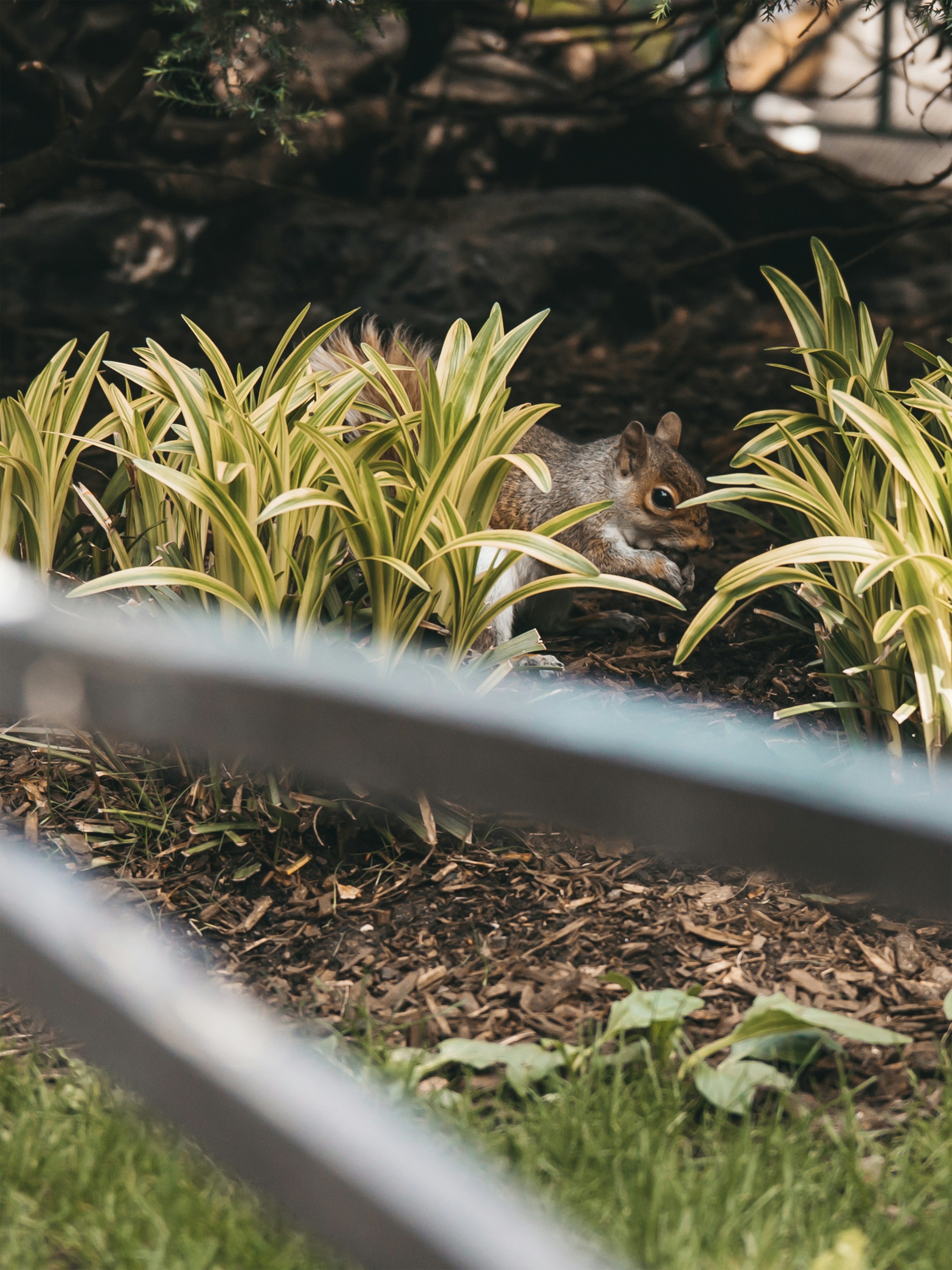 Brown fox on green grass during daytime photo – Free Central park Image ...